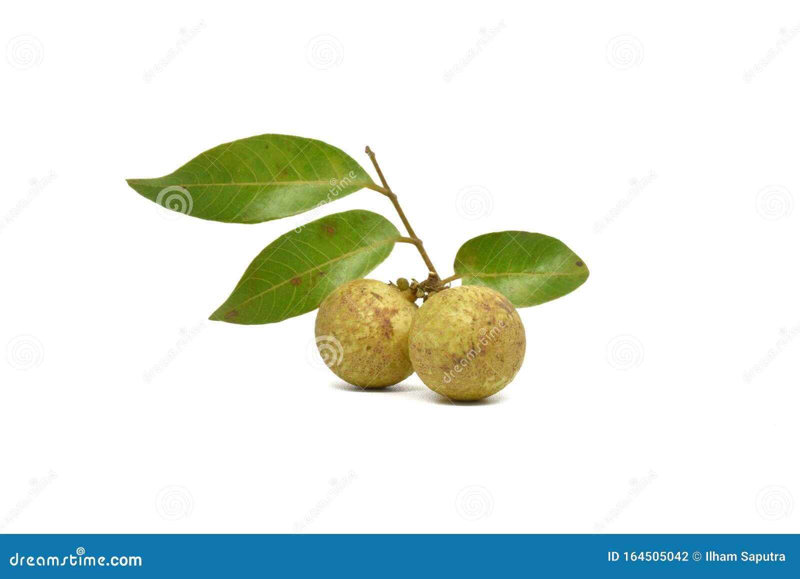 Fresh Longan Isolated on White Background Stock Photo - Image of green ...