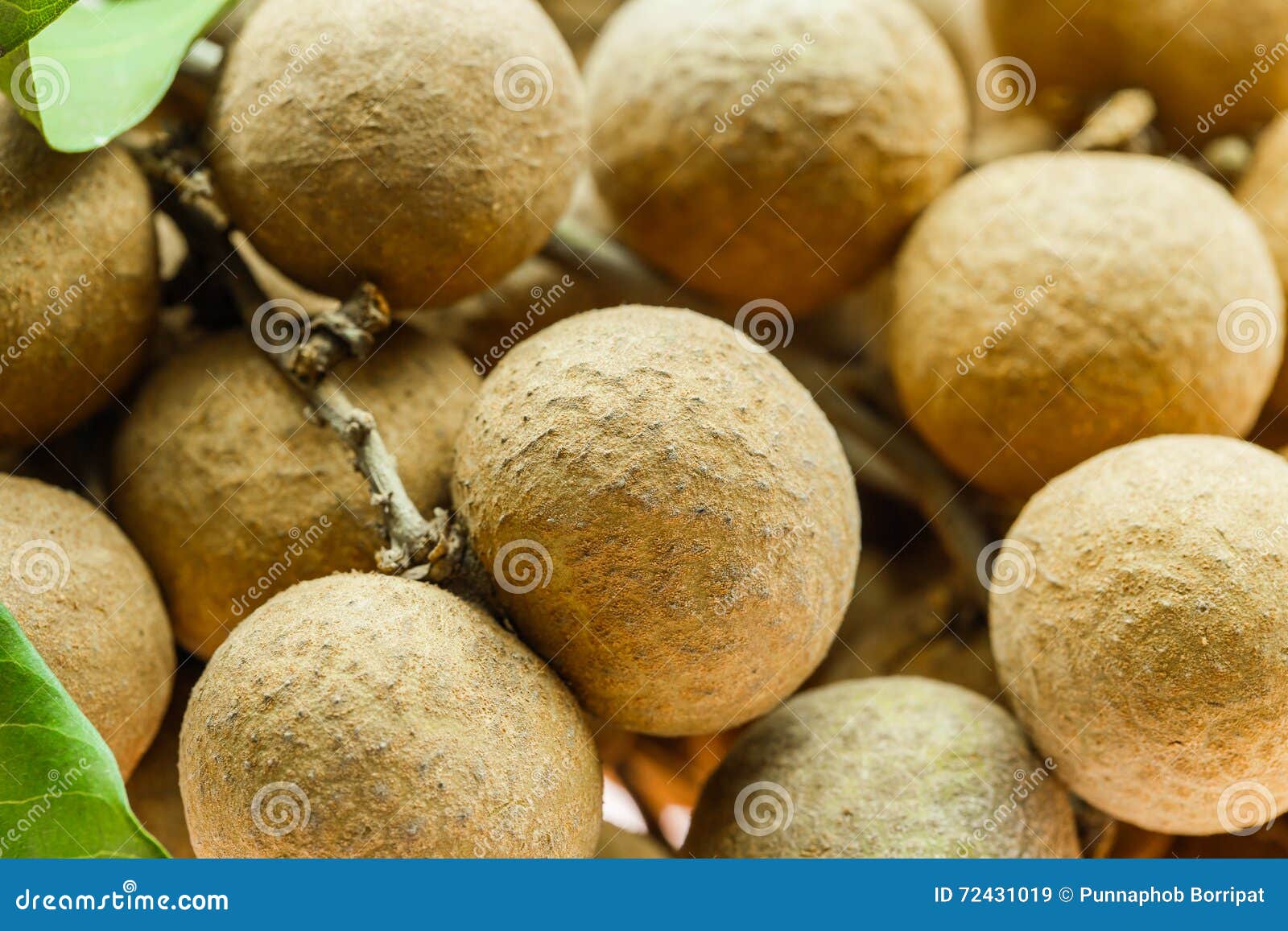Fresh longan in thailand stock image. Image of ripe, juicy - 72431019