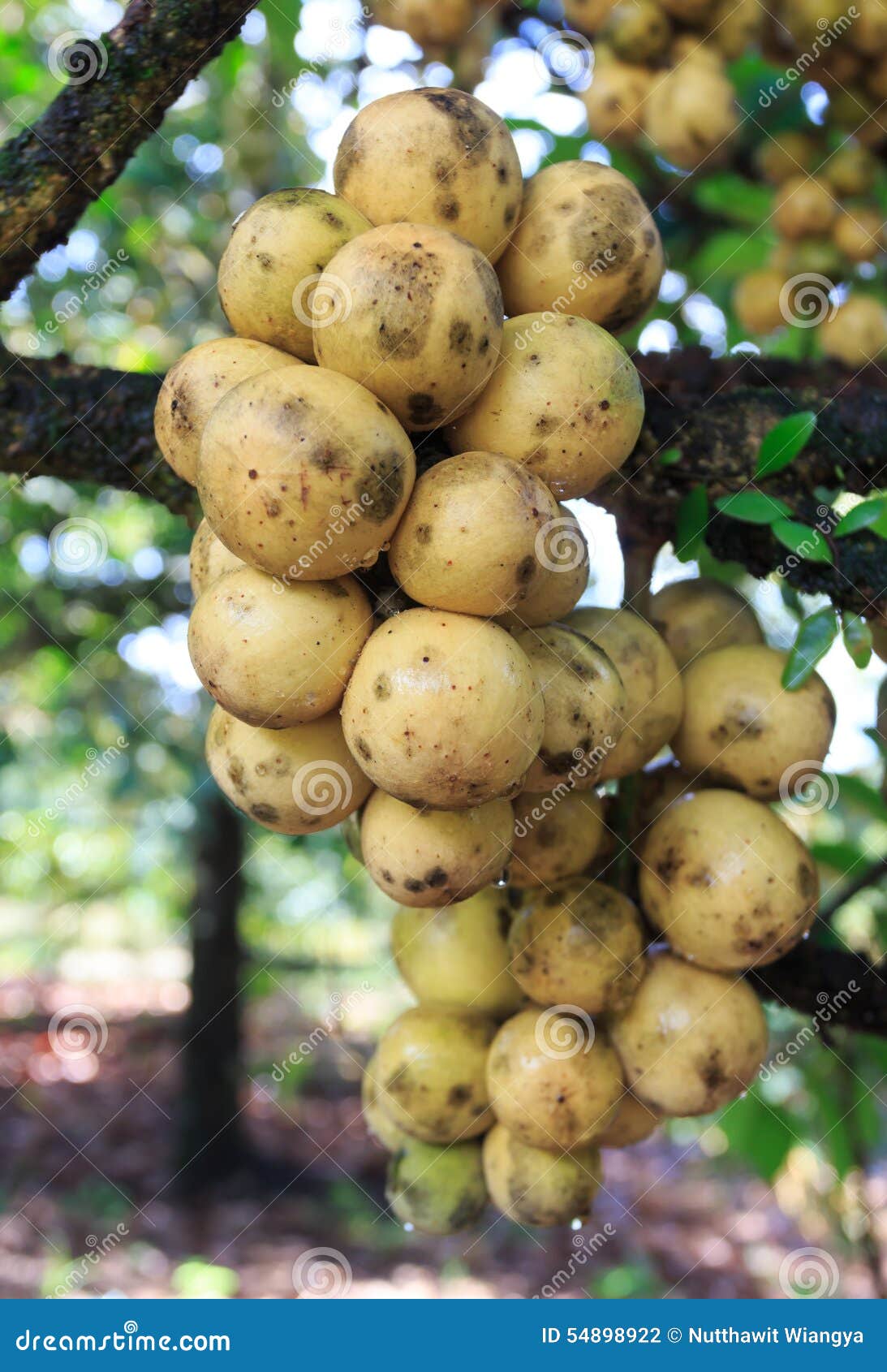 Fresh longkong on tree stock photo. Image of sweet, langsat - 54898922