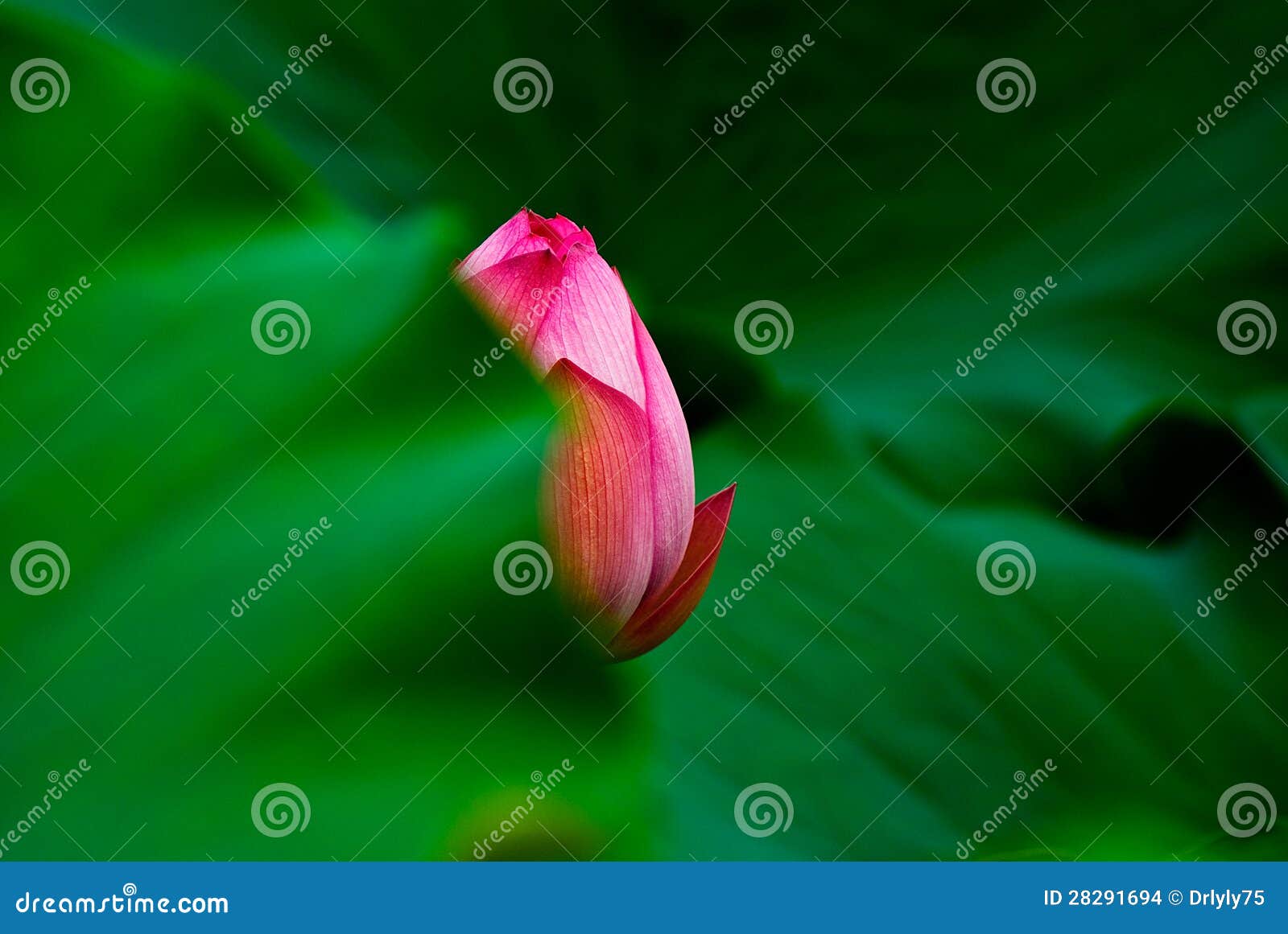 Fresh lotus stock photo. Image of flower, green, waterplant - 28291694