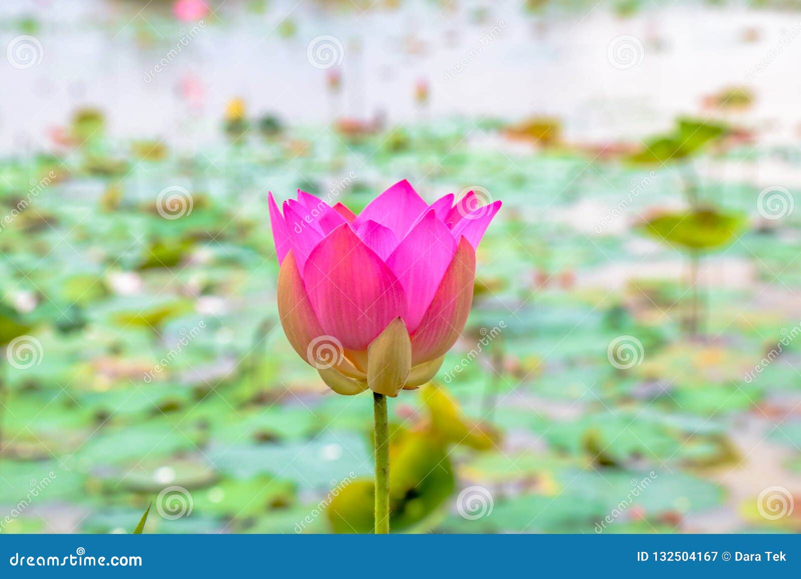 Fresh lotus in lake stock image. Image of beautiful - 132504167
