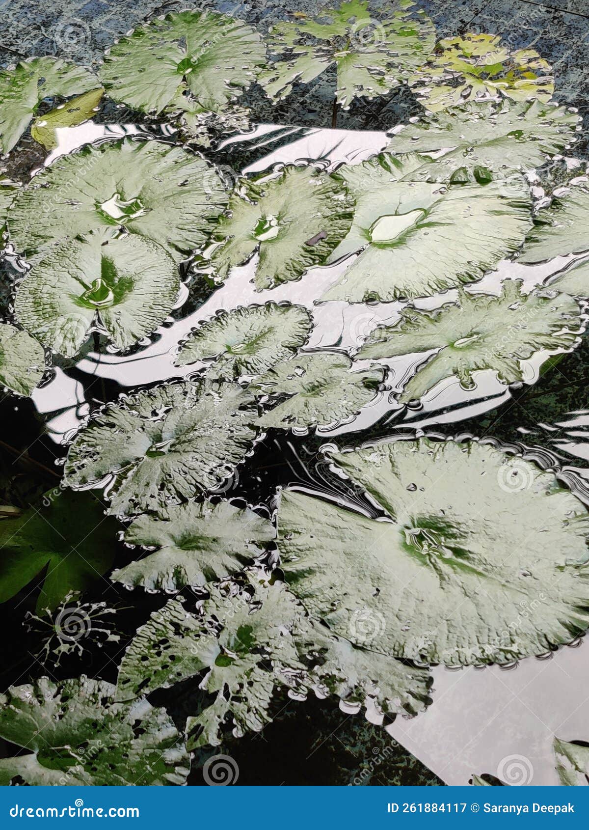 Fresh lotus leafs in water stock image. Image of shrub - 261884117