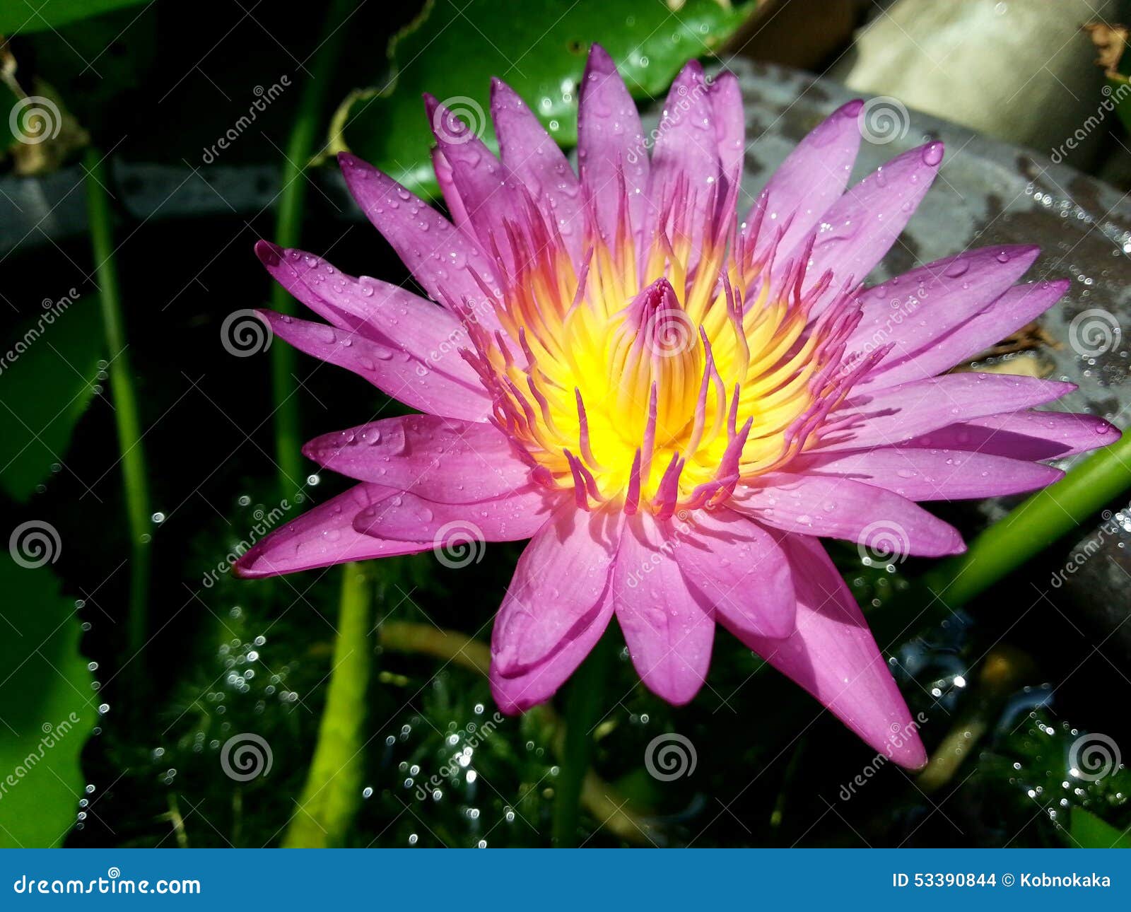Fresh lotus stock photo. Image of drop, fresh, water - 53390844