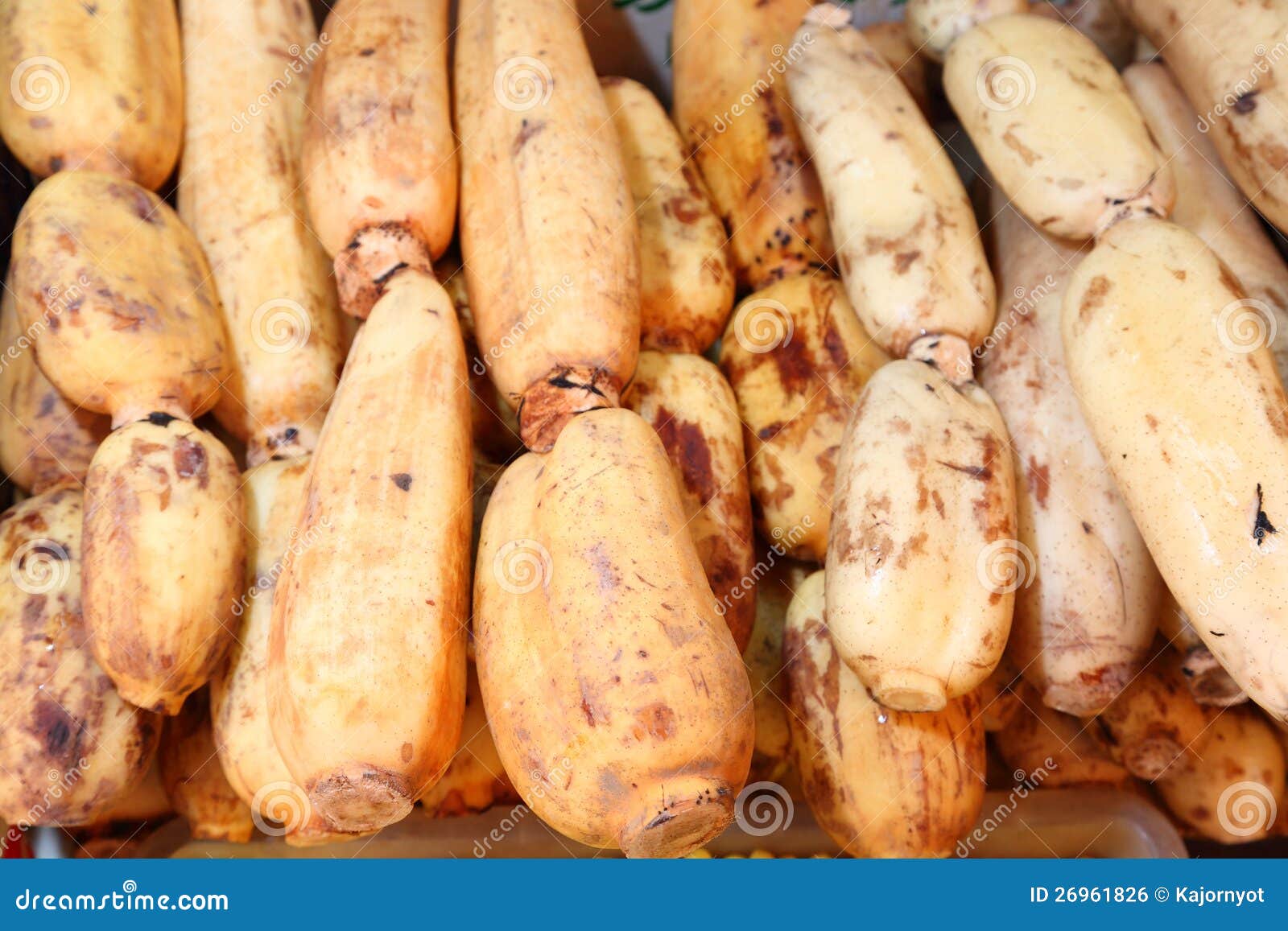 Fresh Lotus Root or Water Lily Root in Thailand Ma Stock Photo - Image ...