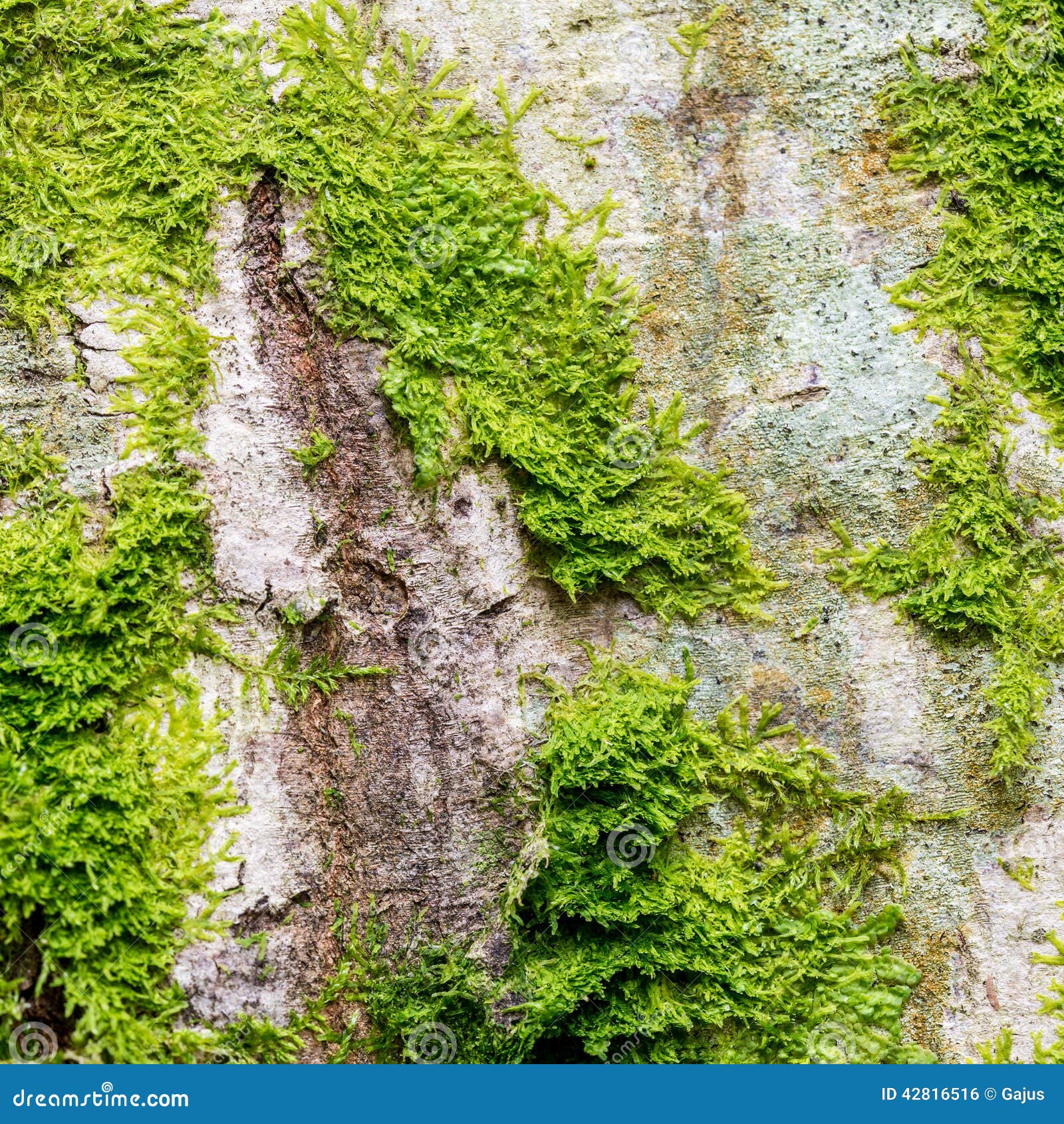 Fresh Lush Green Moss on the Bark of a Tree Stock Photo - Image of ...
