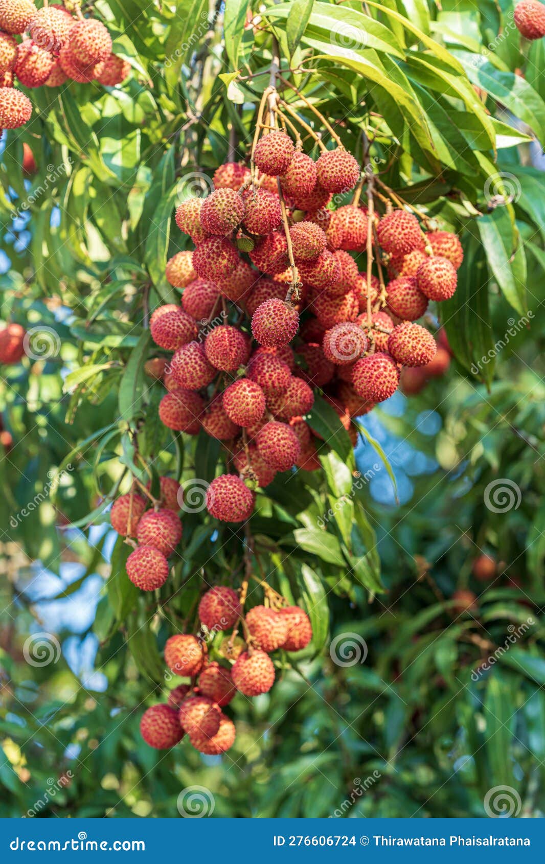 Fresh Lychee Fruit on the Lychee Tree in the Garden Stock Photo - Image ...