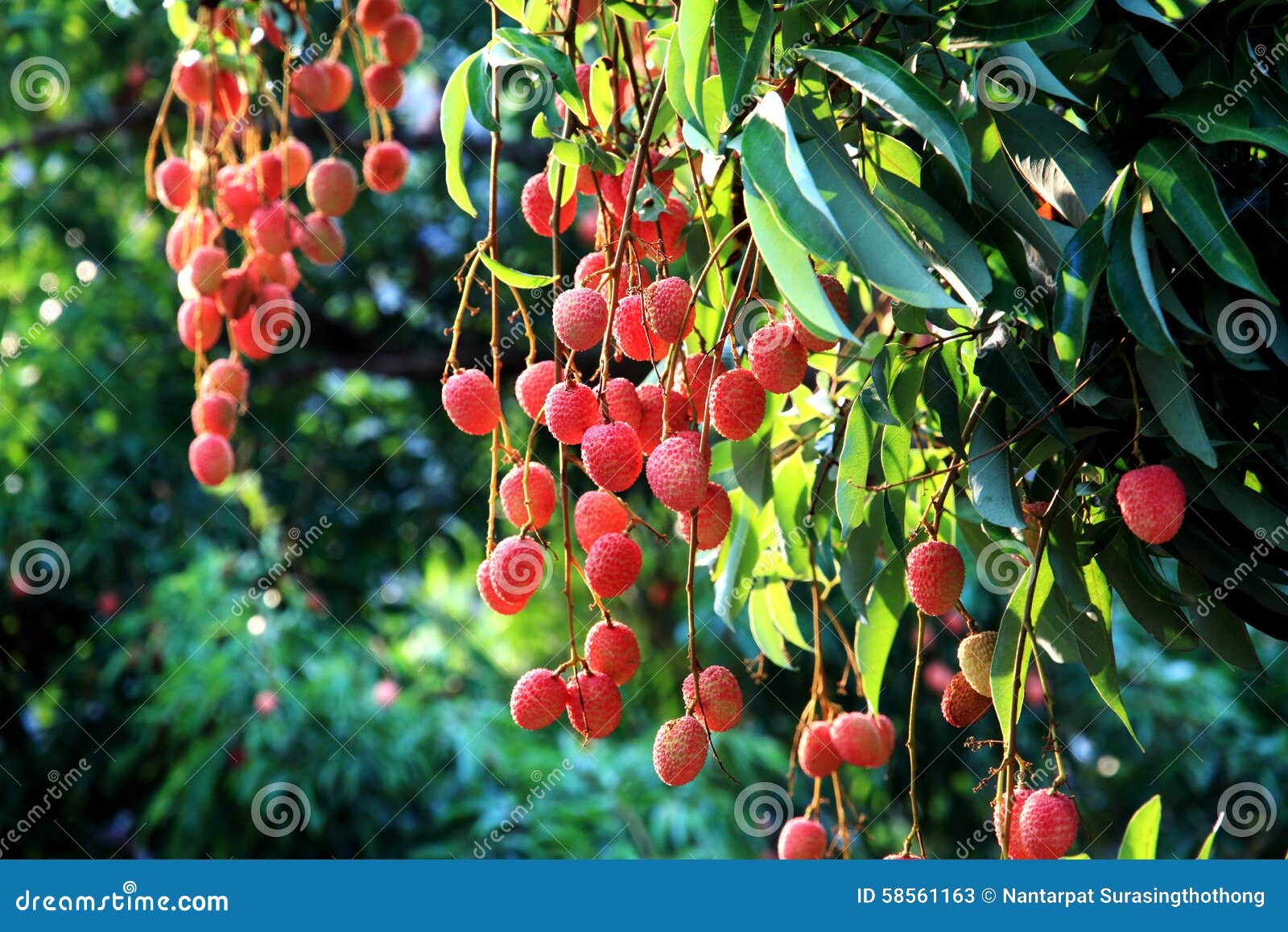 Fresh Lychee (Lichi) in Orchard of Northern Thailand Stock Image ...