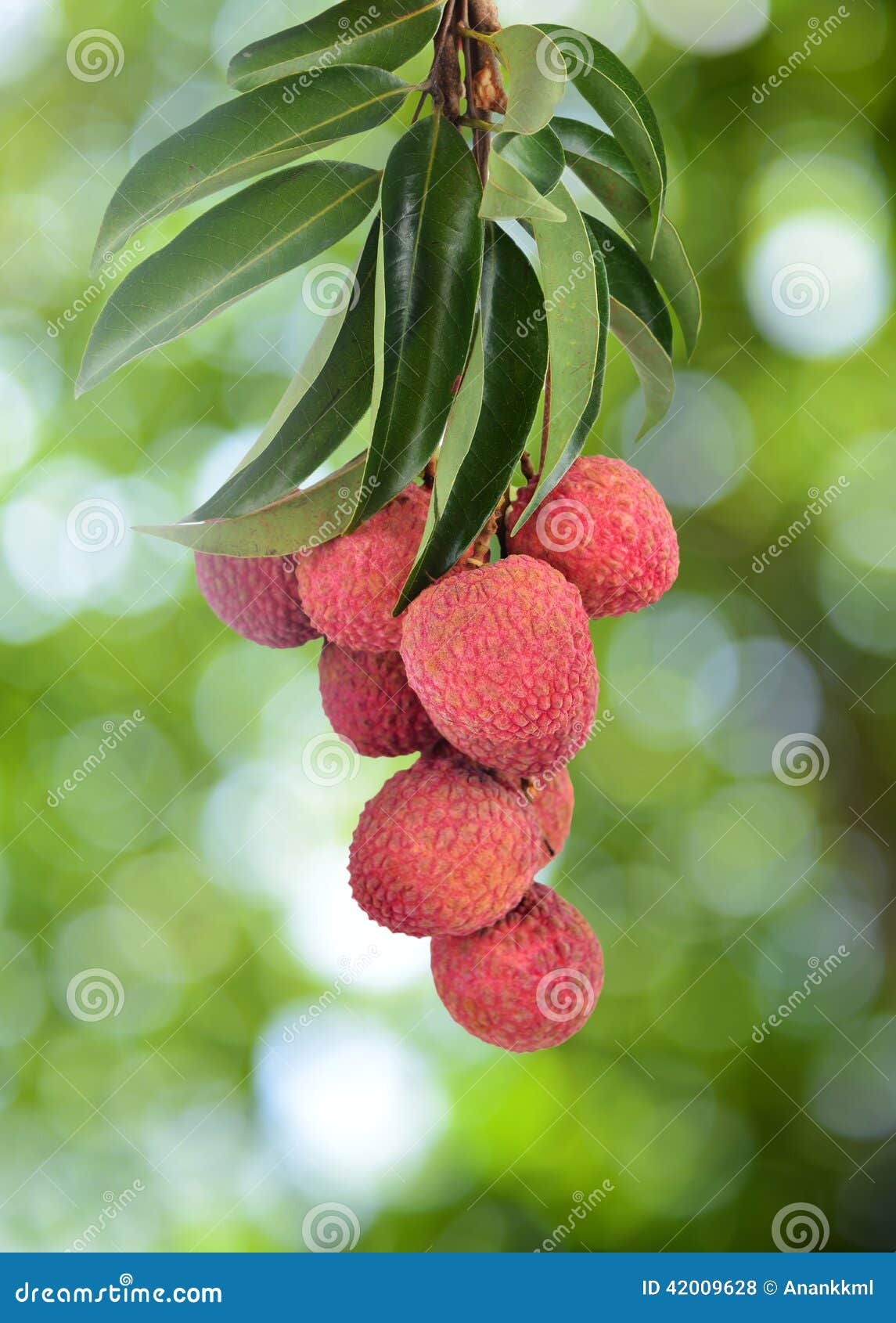 Images Of Litchi Trees