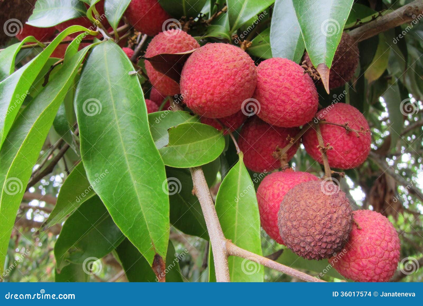Fresh lychees stock photo. Image of sweetlychee, lychees - 36017574