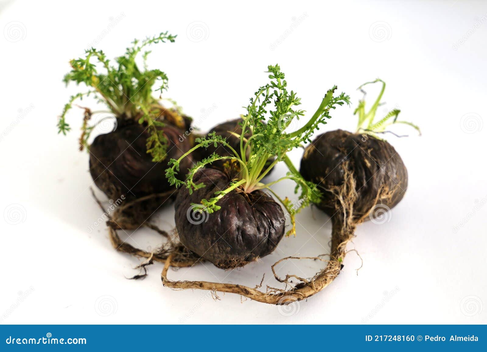 Fresh Maca Roots or Peruvian Ginseng Stock Photo - Image of cuisine ...