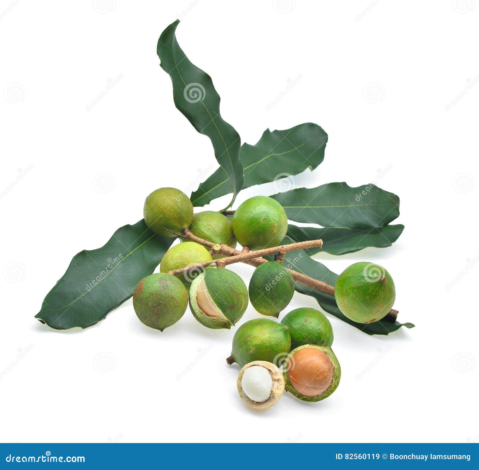 Fresh Macadamia with Leaves Isolated on White Background Stock Image ...