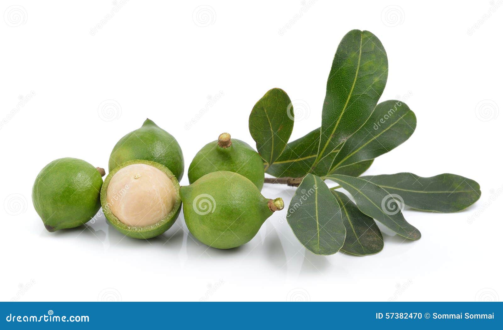 Fresh Macadamia Nut on White Background Stock Photo - Image of brown ...