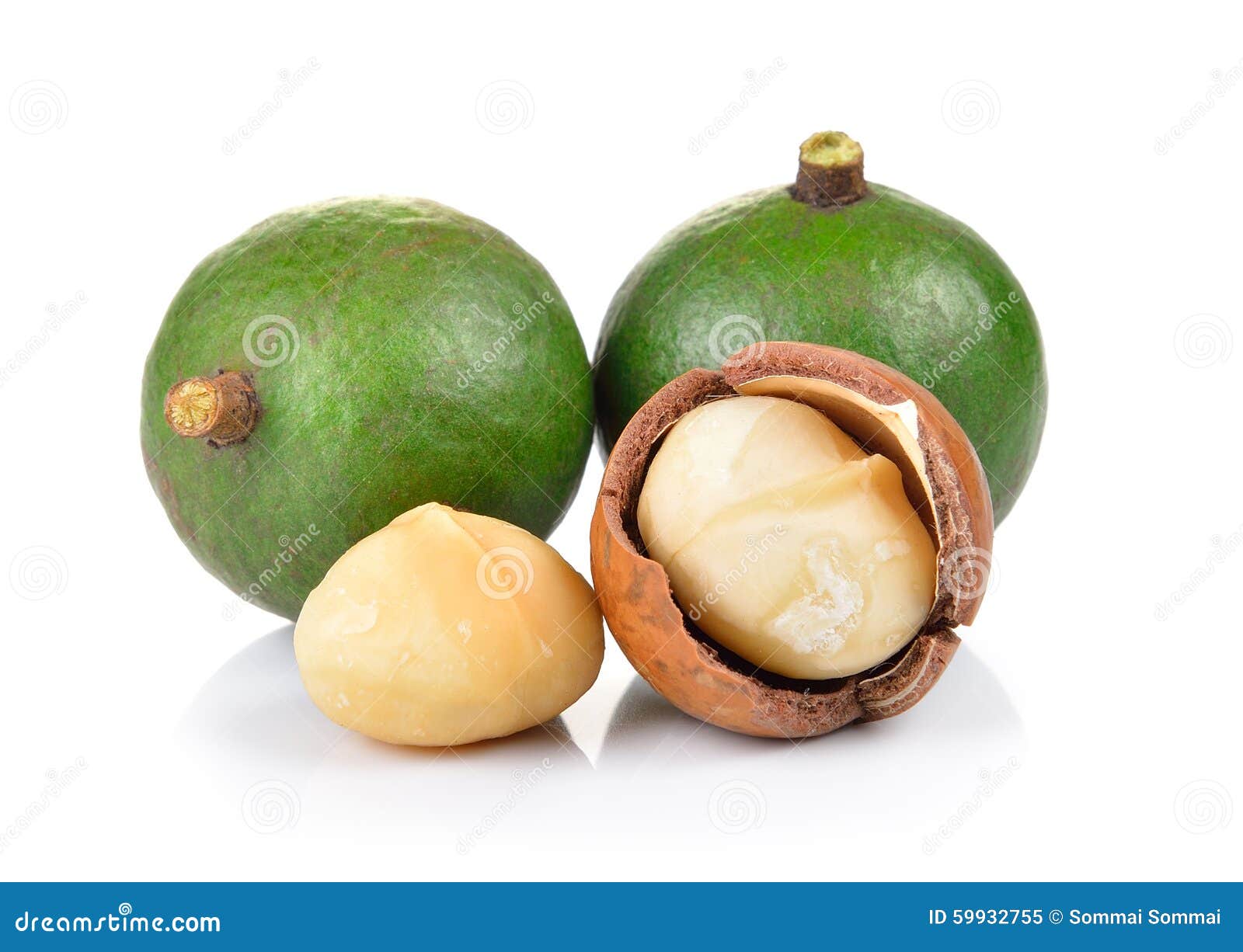 Fresh Macadamia Nut on White Background Stock Image - Image of organic ...