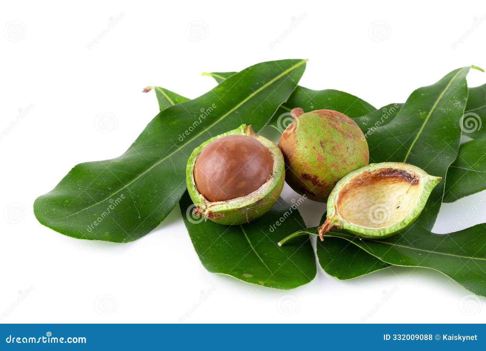Fresh Macadamia Nuts on Green Macadamia Leaves Isolated on a White ...