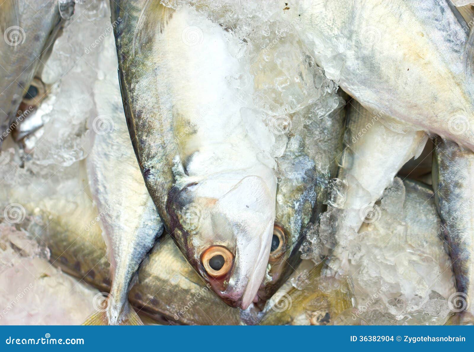 Fresh Mackeler Fish. stock photo. Image of kitchen, mackerel - 36382904