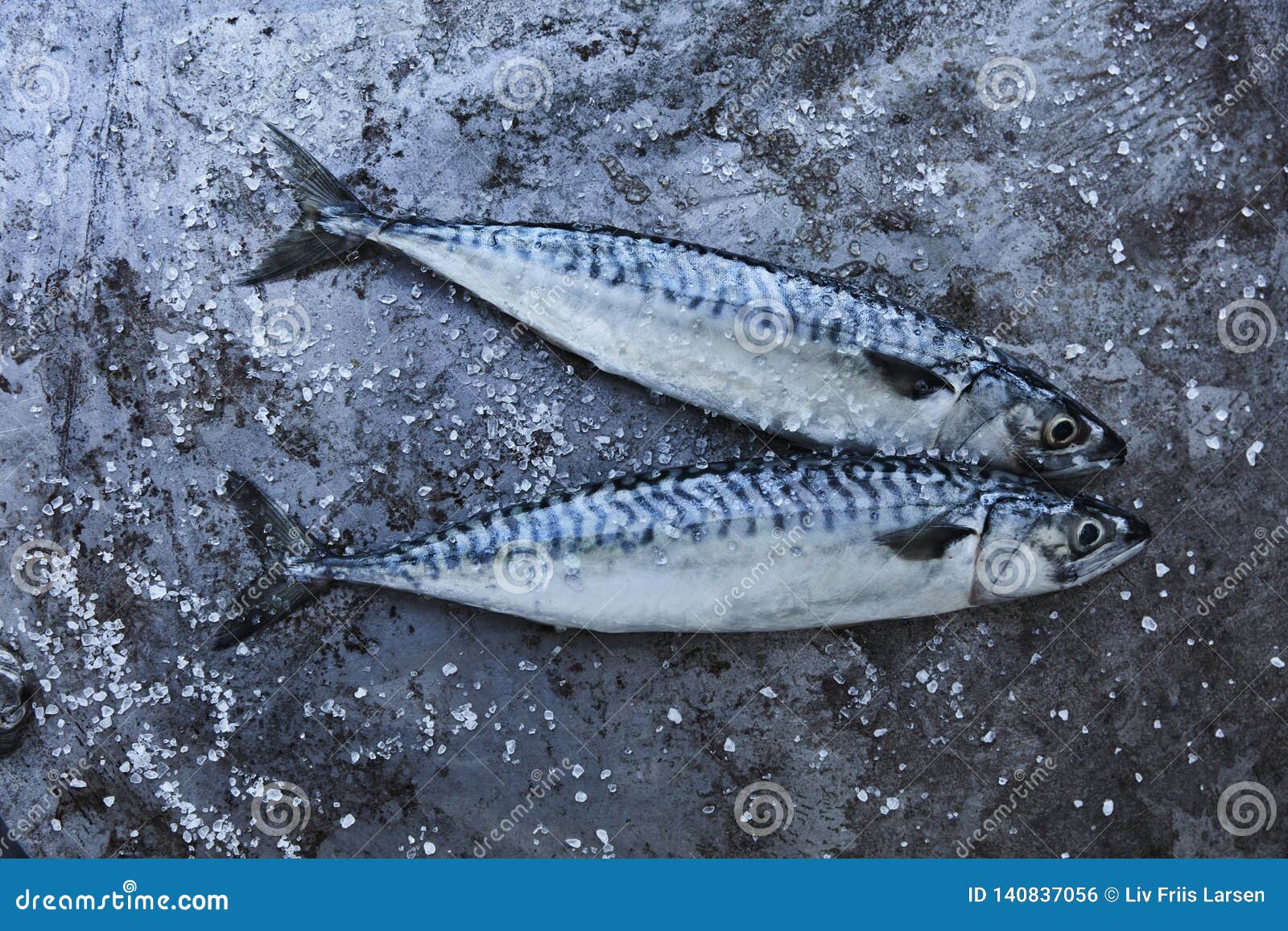 Fresh Mackerel with Rock Salt Stock Photo - Image of mackerelon, omega ...
