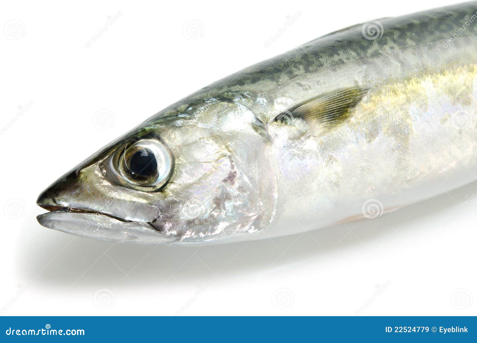 Fresh mackerel stock image. Image of dainty, food, mackerel - 22524779
