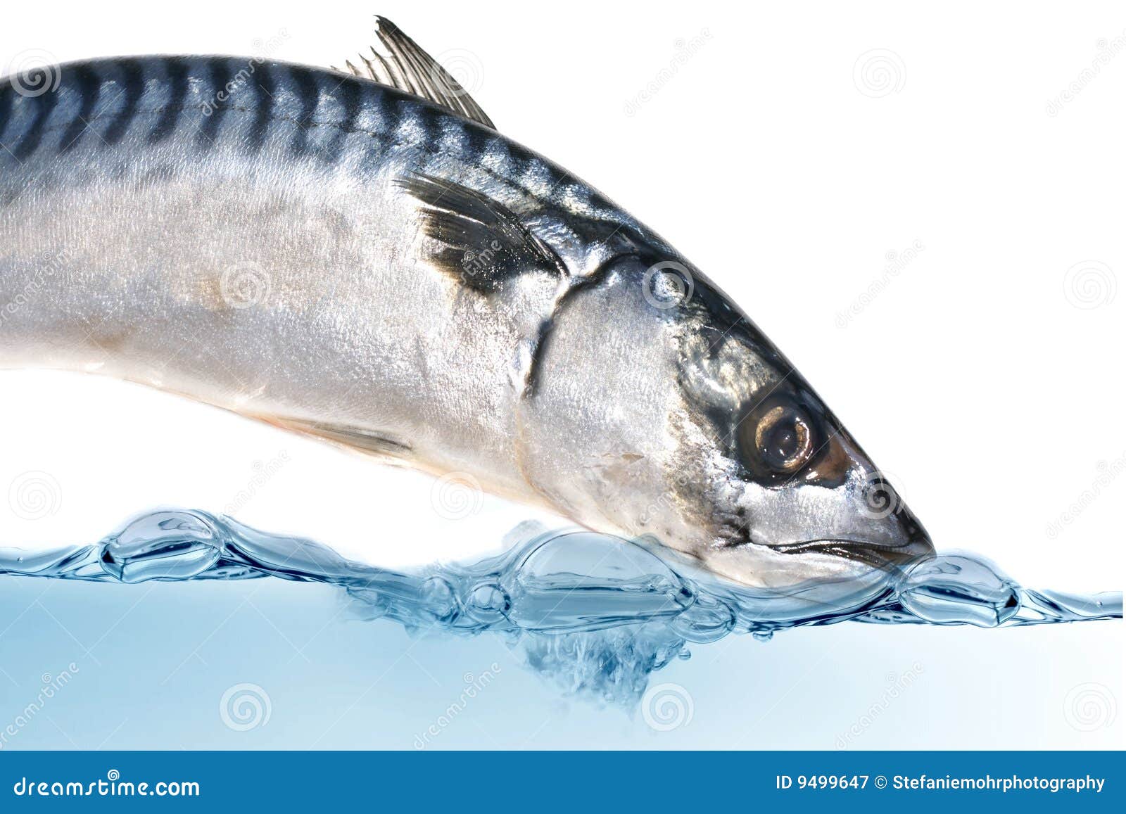 Fresh Mackerel Fish With Lemon And Spices Served On Silver Plate From ...