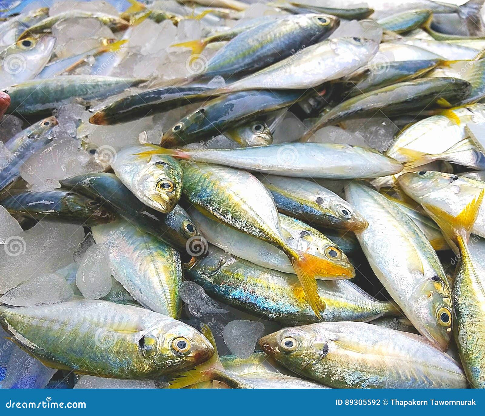 Fresh mackerel stock photo. Image of fishing, marine - 89305592