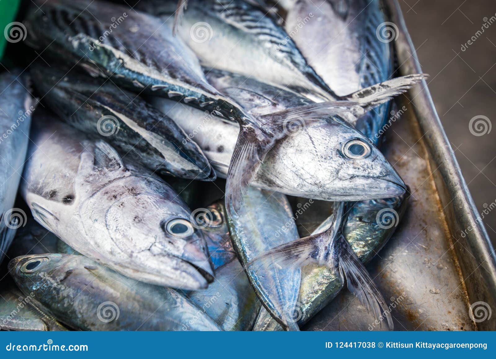 Fresh mackerel fish stock photo. Image of black, leopard - 124417038