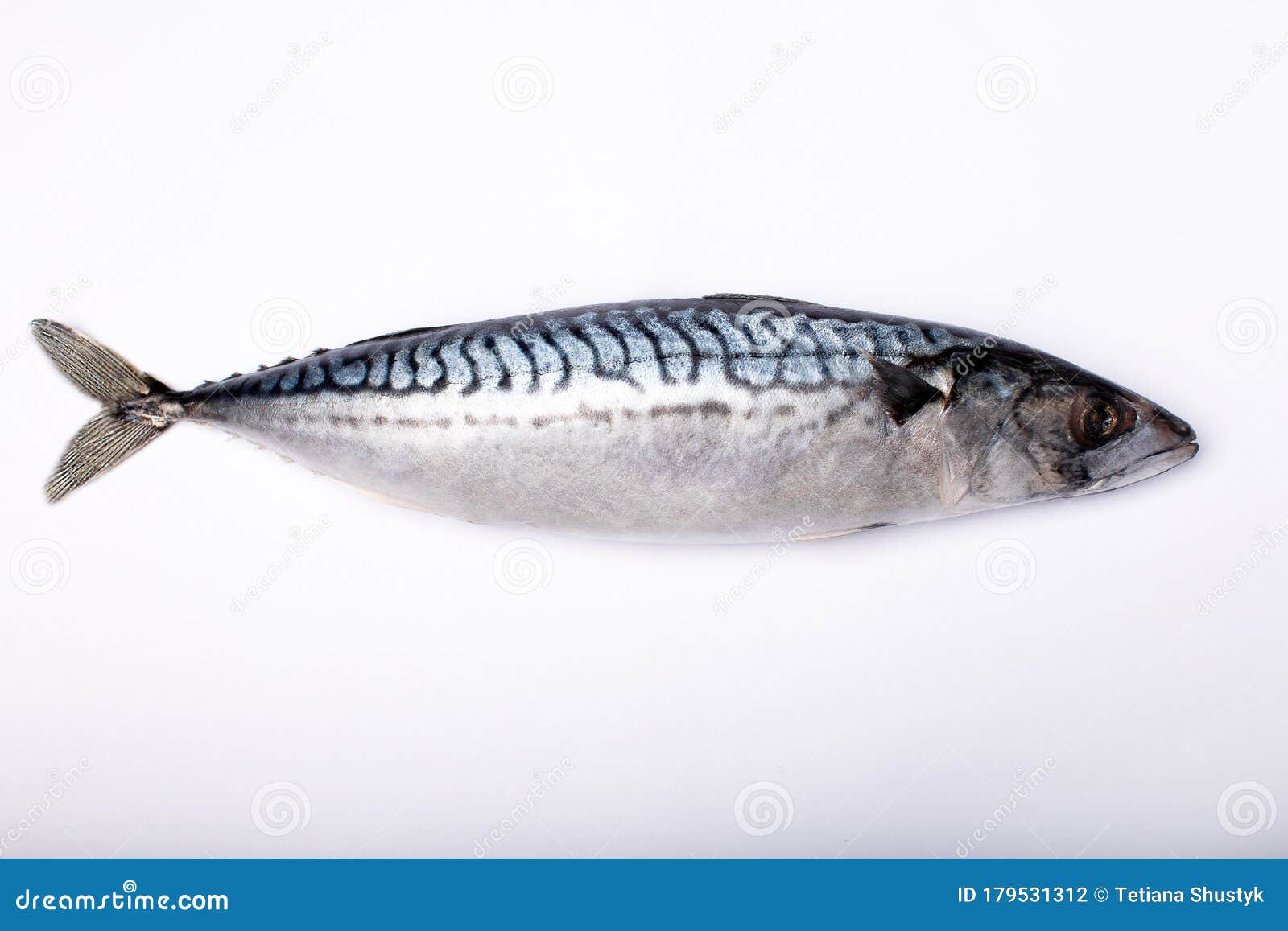 Fresh Mackerel Fish Isolated on White, Copy Space Stock Photo - Image ...