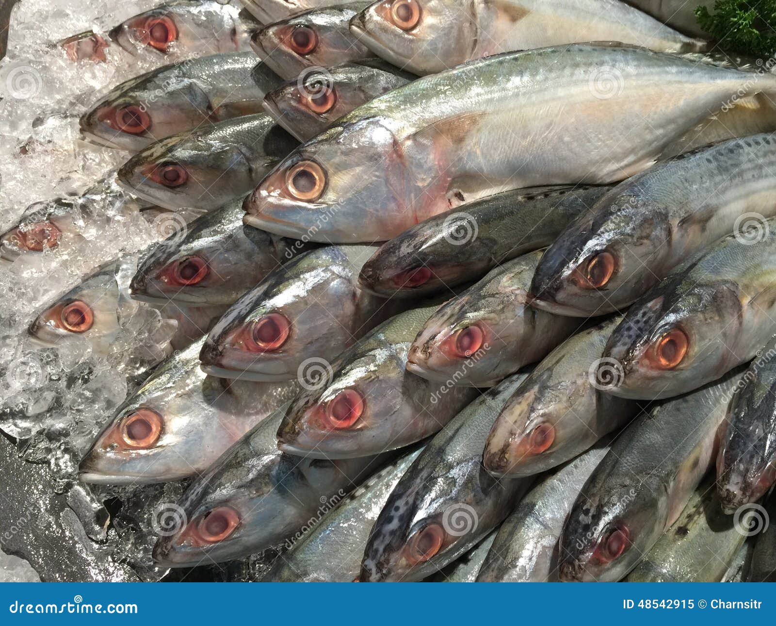 Fresh Mackerel Fish from the Market Stock Image - Image of fish, fresh ...