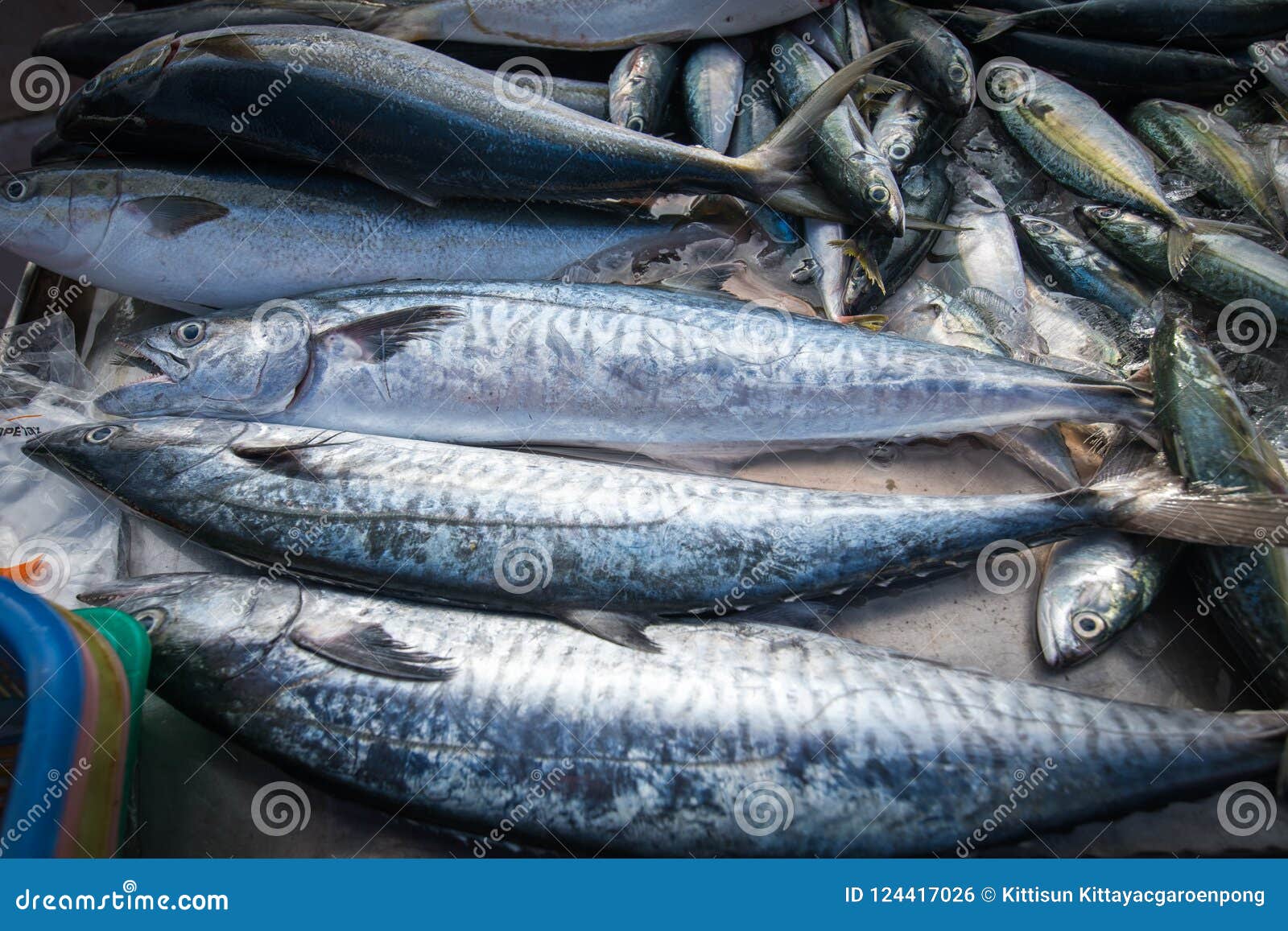 Fresh mackerel fish stock photo. Image of nutrition - 124417026