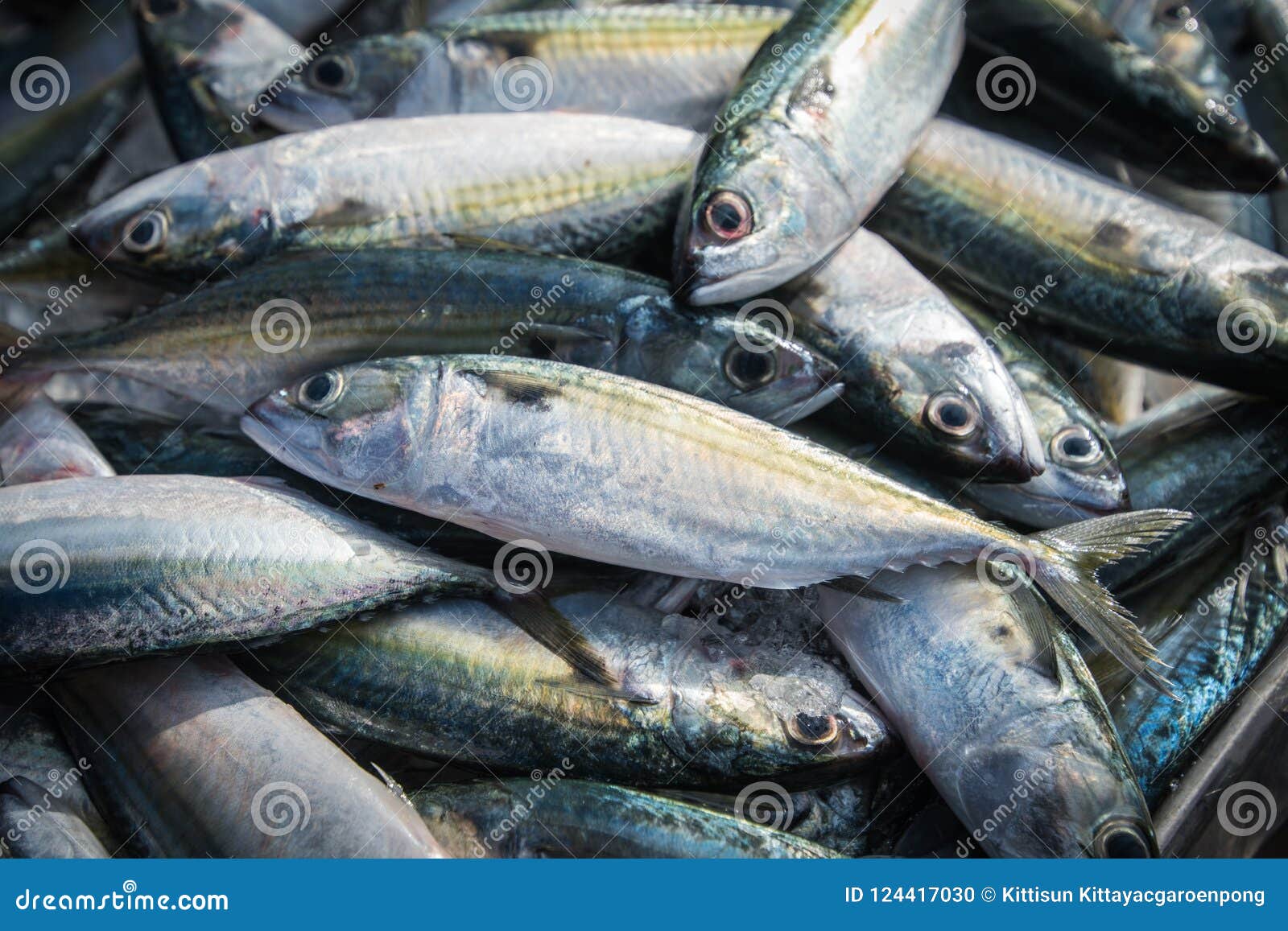 Fresh mackerel fish stock photo. Image of fuson, animal - 124417030