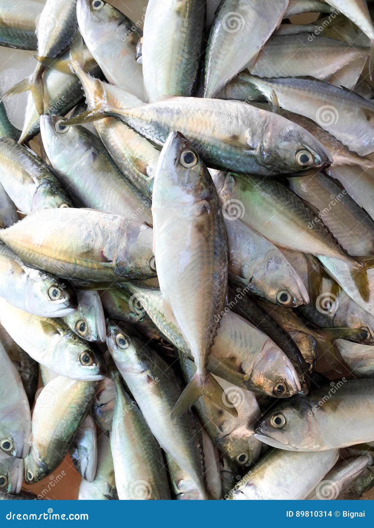 Fresh Mackerel Fish at Seafood Market Stock Photo - Image of nature ...