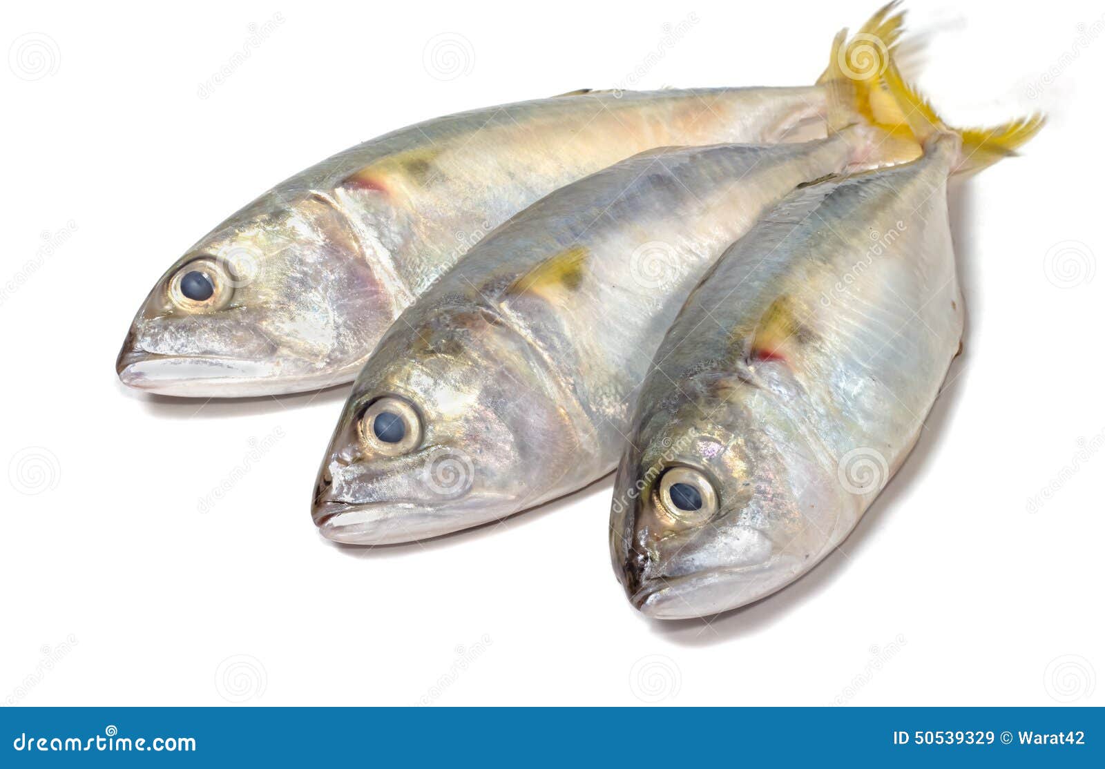 Fresh Mackerel Fish on White Stock Image - Image of fresh, fish: 50539329