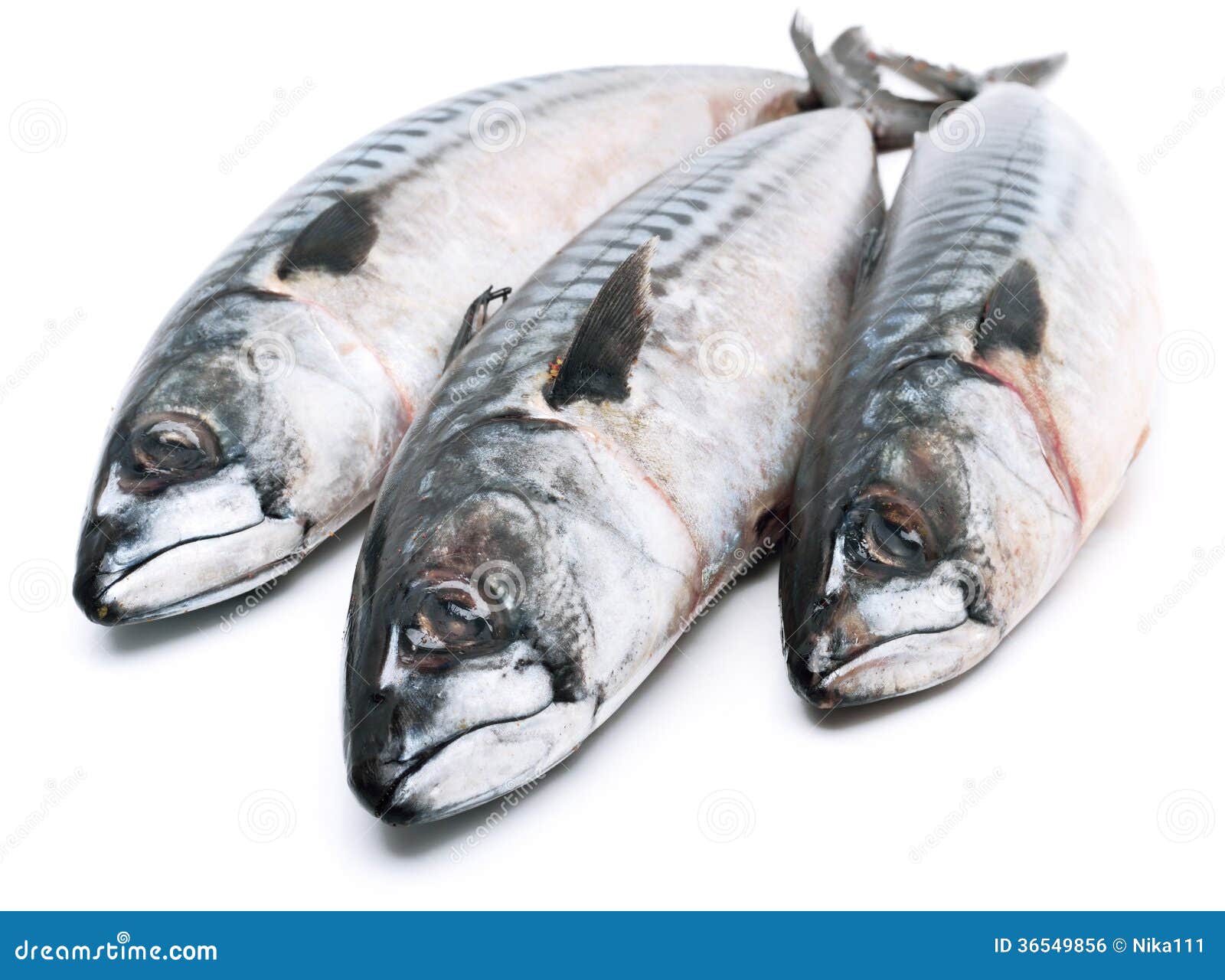 Fresh mackerel fishes stock photo. Image of ocean, nature - 36549856