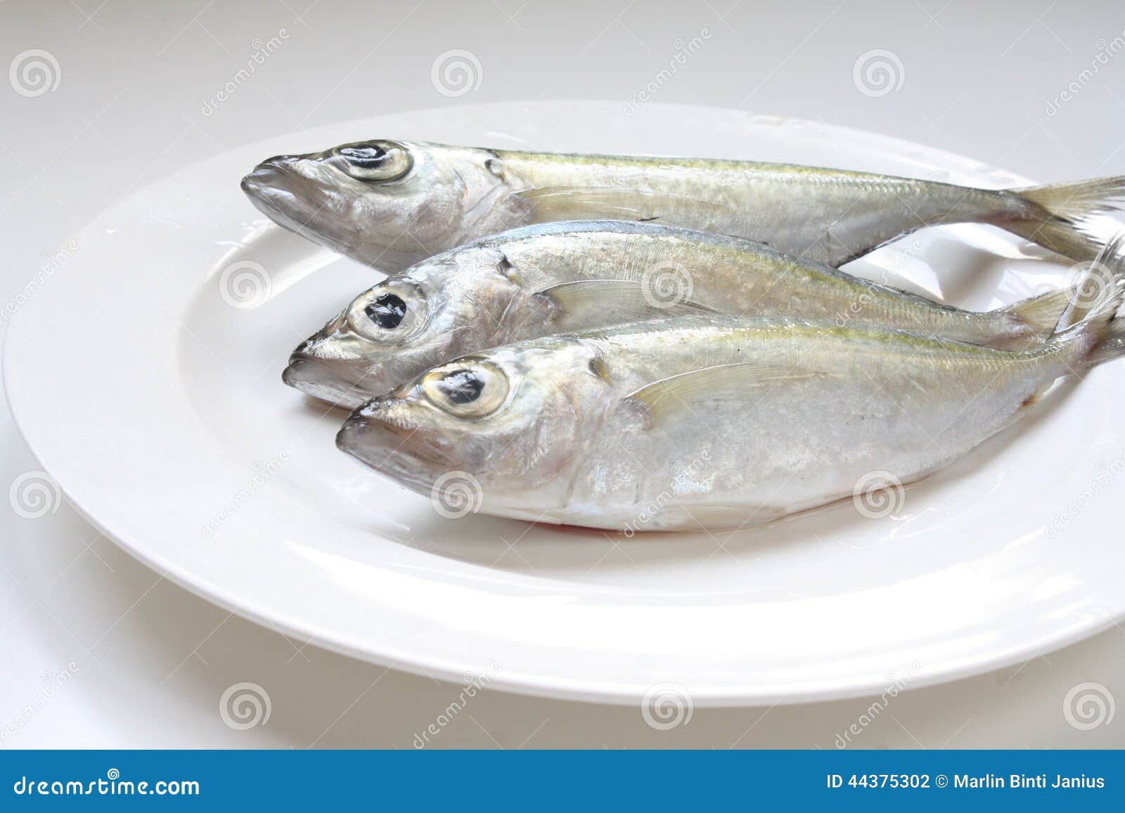 Fresh mackerel on plate stock photo. Image of meal, healthy - 44375302