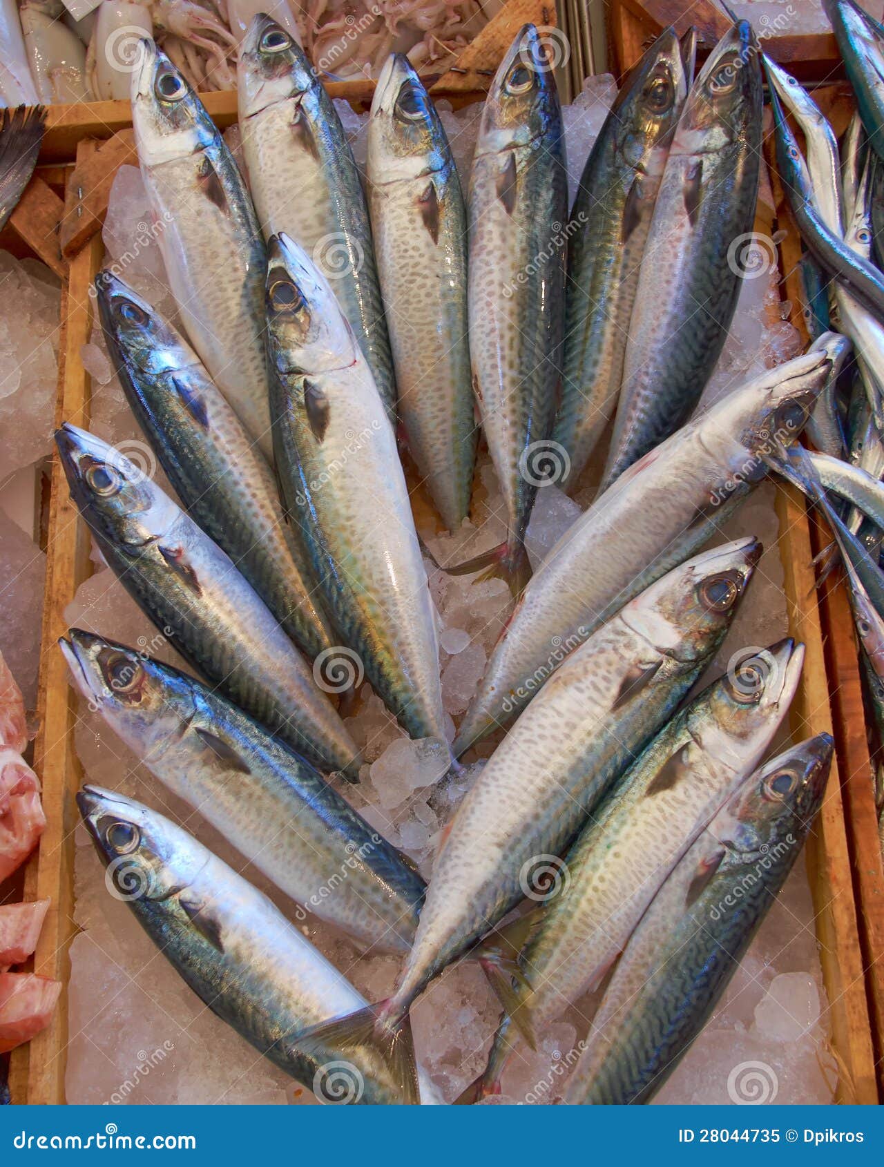 Sale Of Scomber Scombrus, Verdel , Cavalla , Sarda Royalty-Free Stock ...