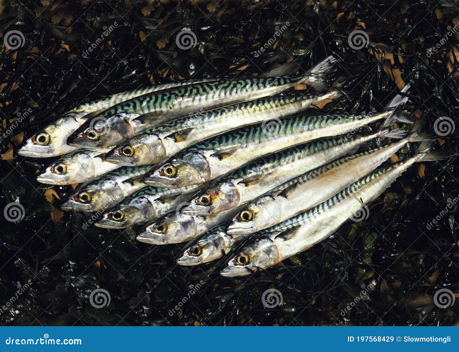 Mackerel, Scomber Scombrus, Fresh Fish With Lemon On Ice Royalty-Free ...