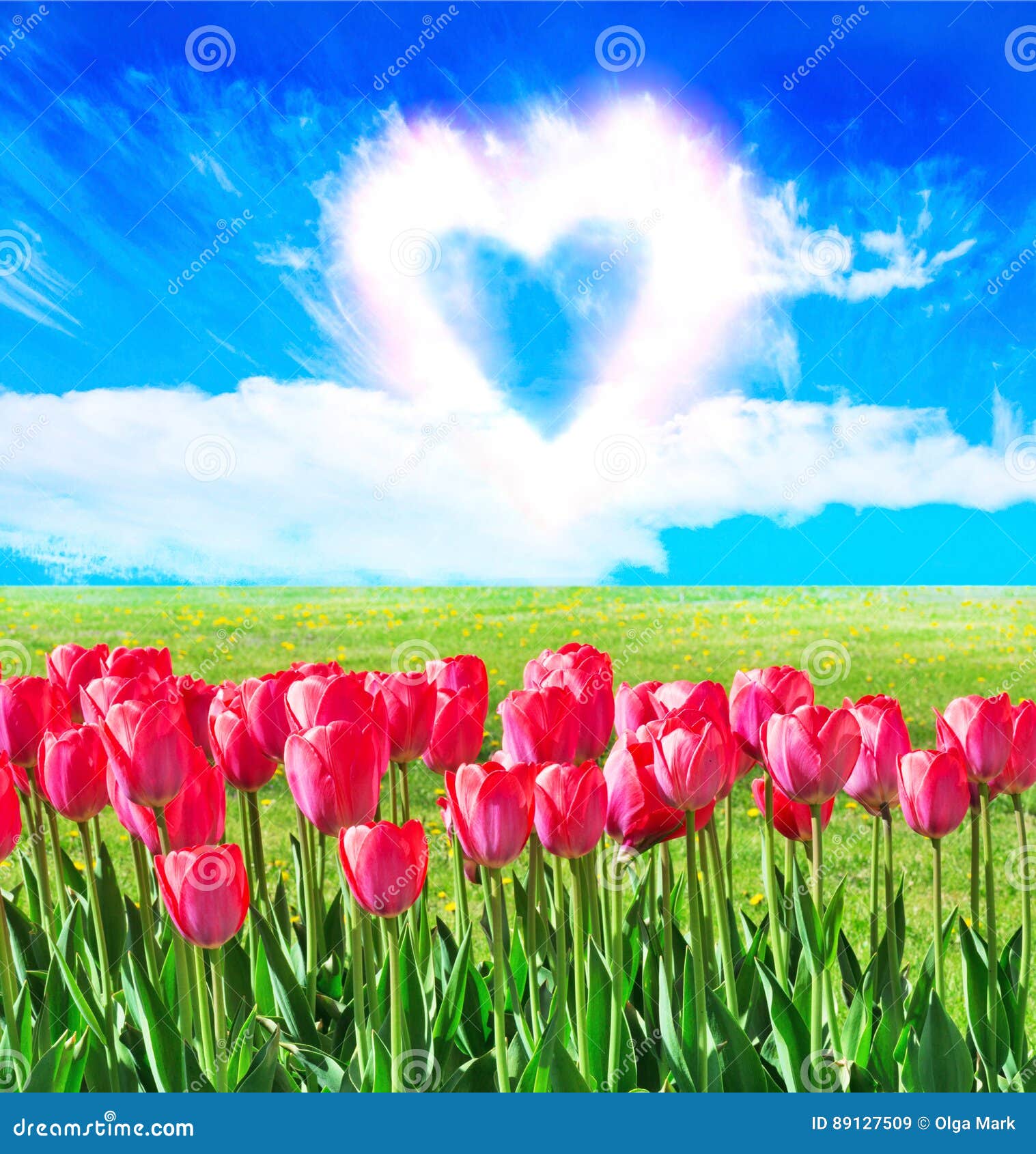 Fresh Magenta Tulips in the Field Stock Image - Image of meadow, flower ...