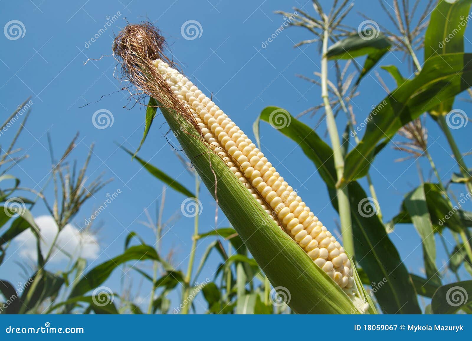 Fresh maize stock image. Image of cultivated, food, organic - 18059067