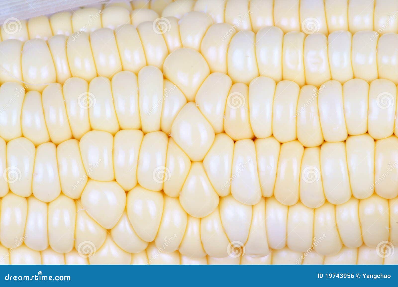 Fresh maize cob stock photo. Image of nutrition, grains - 19743956