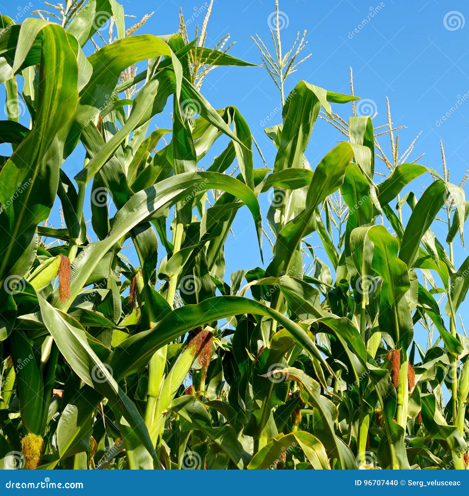 Fresh Maize Stalks on the Blue Sky Background. Stock Photo - Image of ...