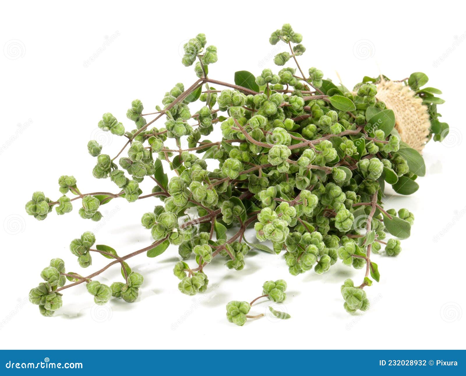 Fresh Majoram on White Background - Isolated Stock Photo - Image of ...