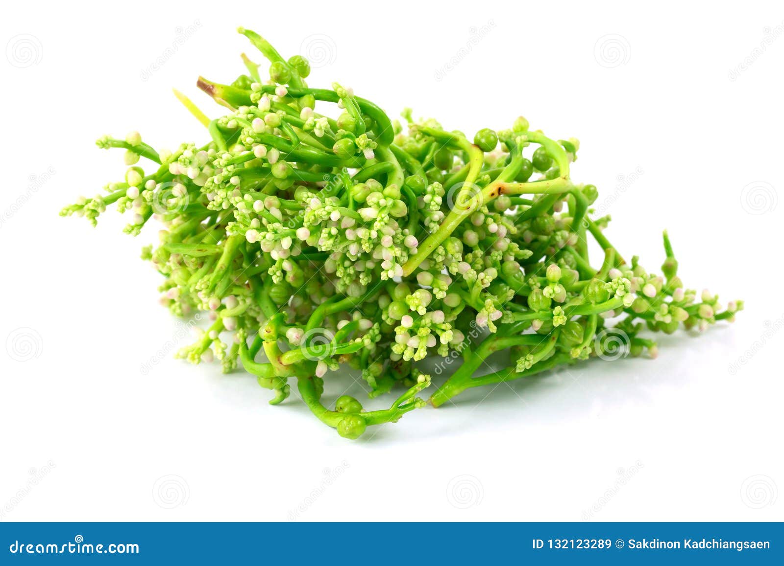 Fresh Malabar Spinach or Ceylon Spinach or Basellaceae Stock Image ...