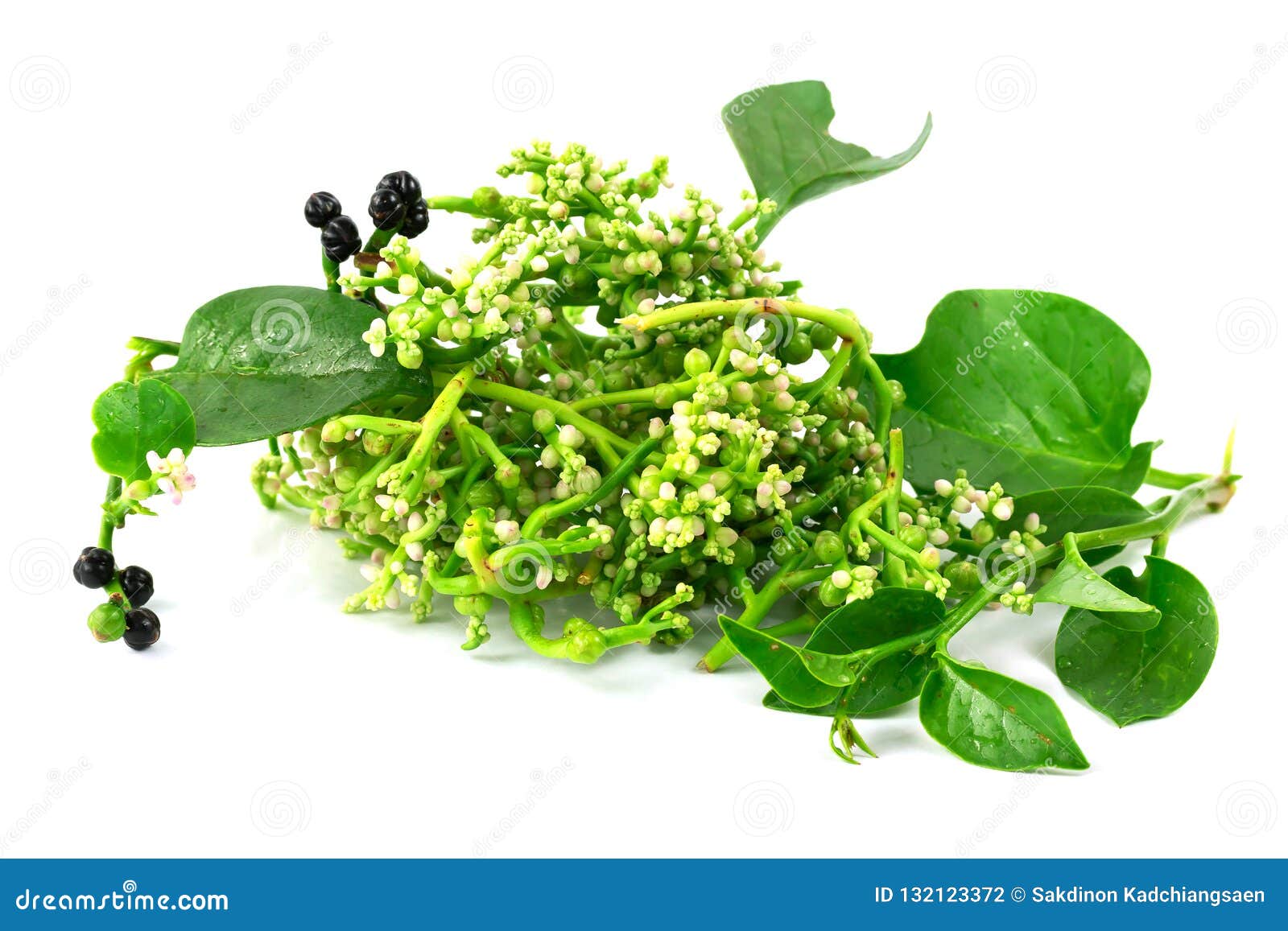 Fresh Malabar Spinach Or Ceylon Spinach Isolated On White Background ...