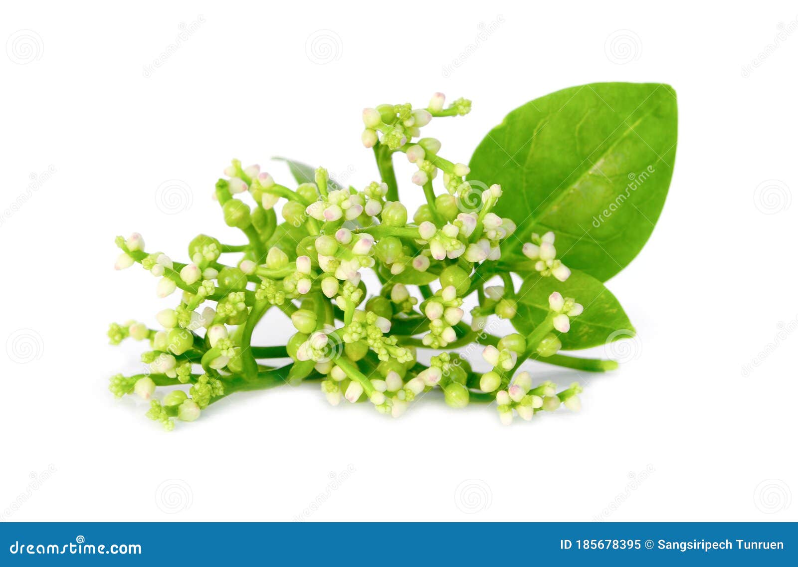 Fresh Malabar Spinach Or Ceylon Spinach Isolated On White Background ...