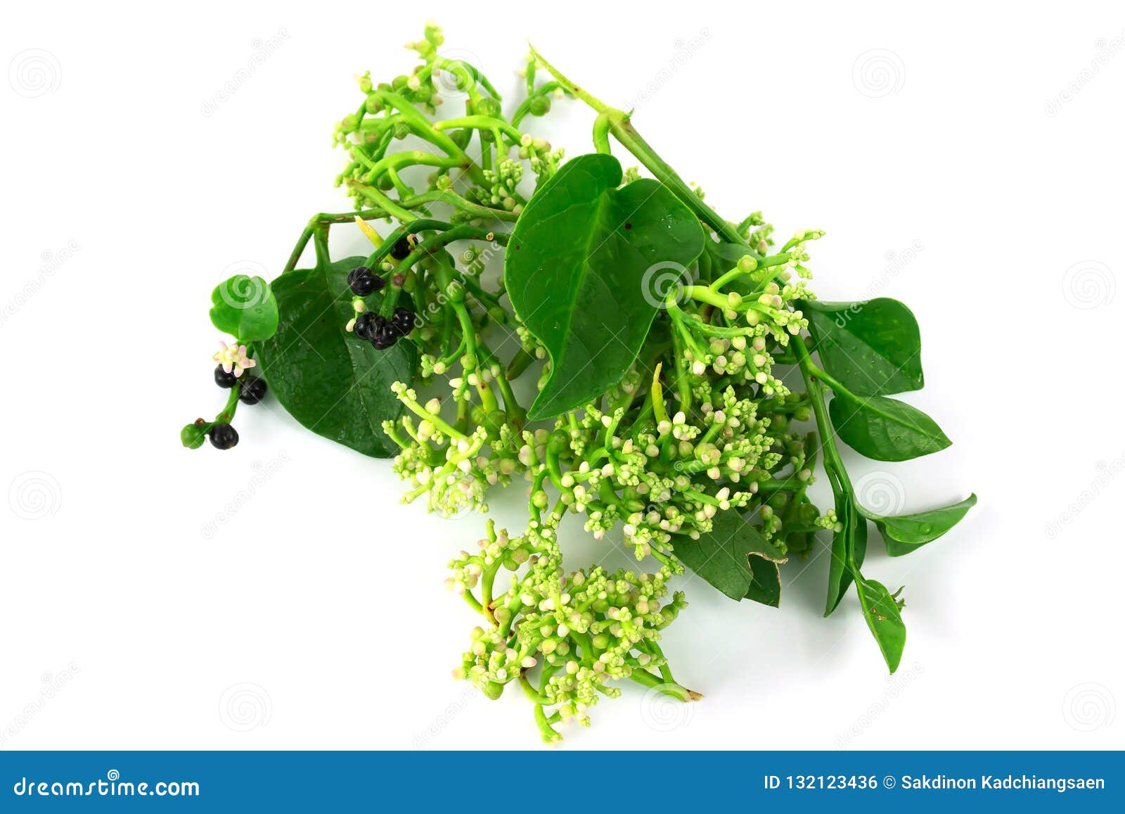 Fresh Malabar Spinach Or Ceylon Spinach Or Basellaceae Stock Image ...