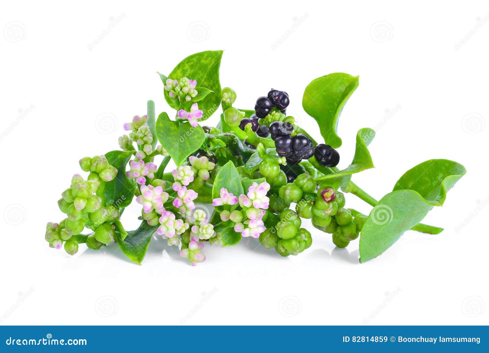 Fresh Malabar Spinach or Ceylon Spinach Isolated on White Background ...