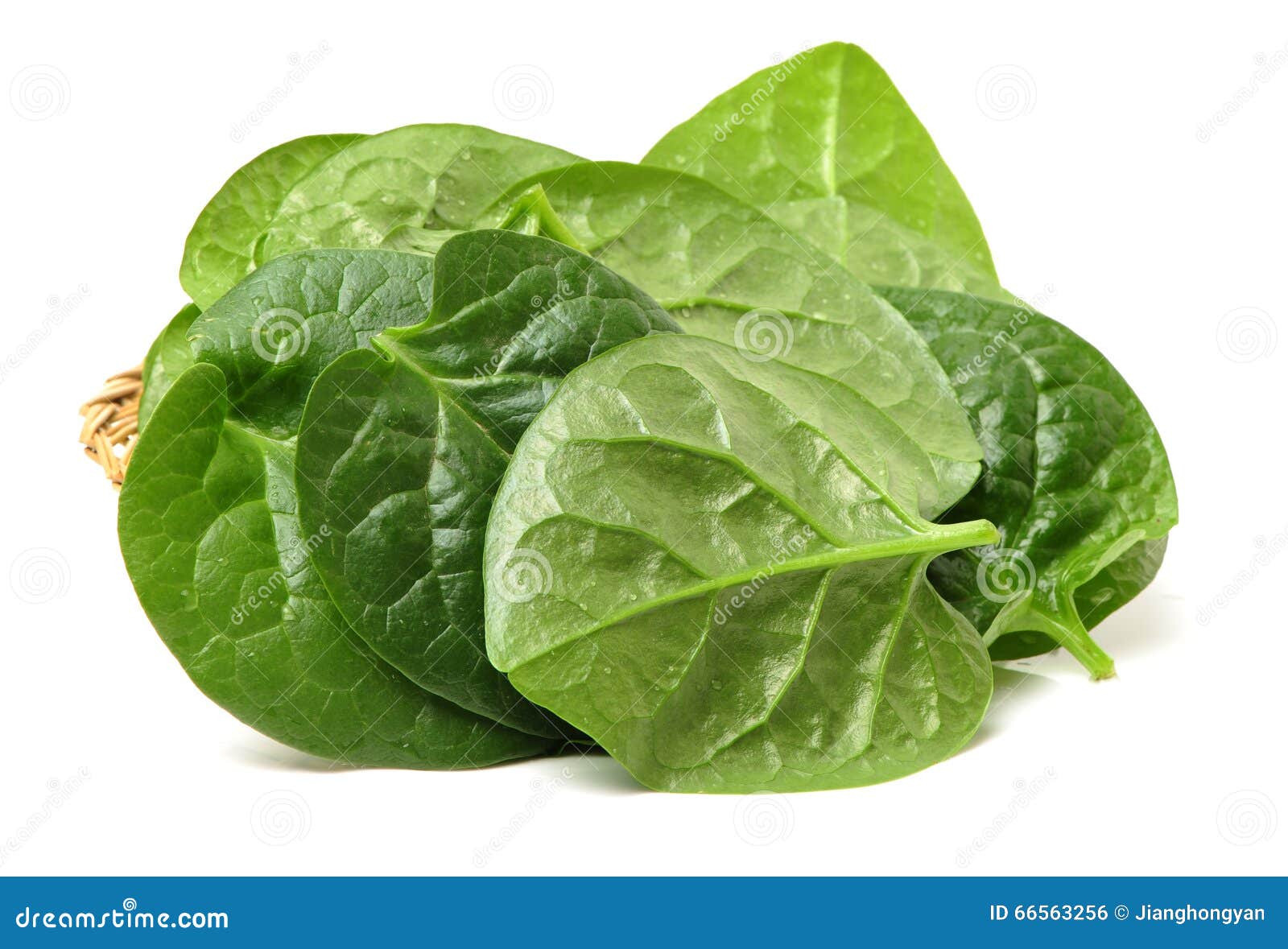 Fresh Malabar Spinach Or Ceylon Spinach Isolated On White Background ...