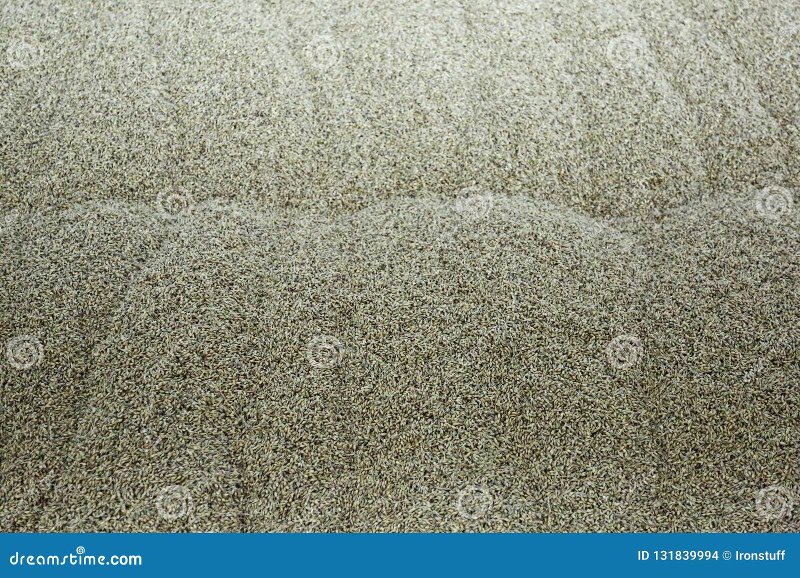 Fresh malt texture stock photo. Image of textured, seeds - 131839994