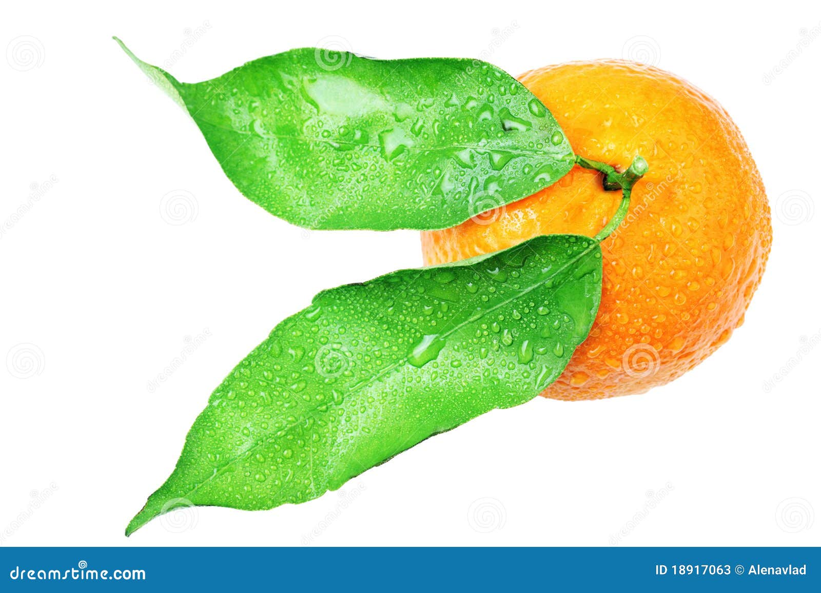 Fresh mandarin with leaf stock image. Image of sweet - 18917063