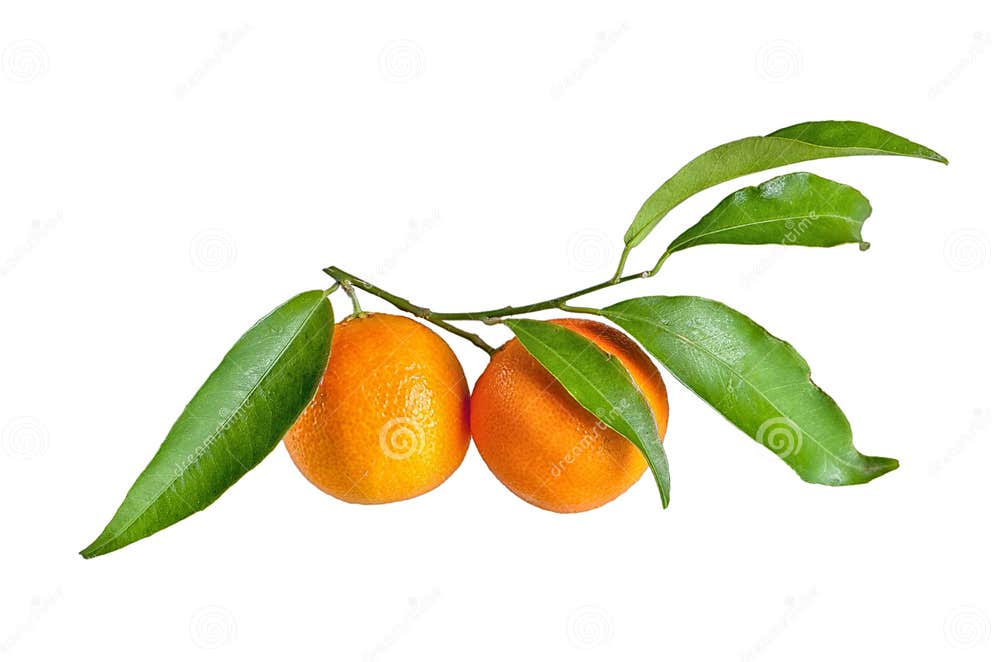 Fresh Mandarin with Leaf Isolated on White Stock Image - Image of peel ...