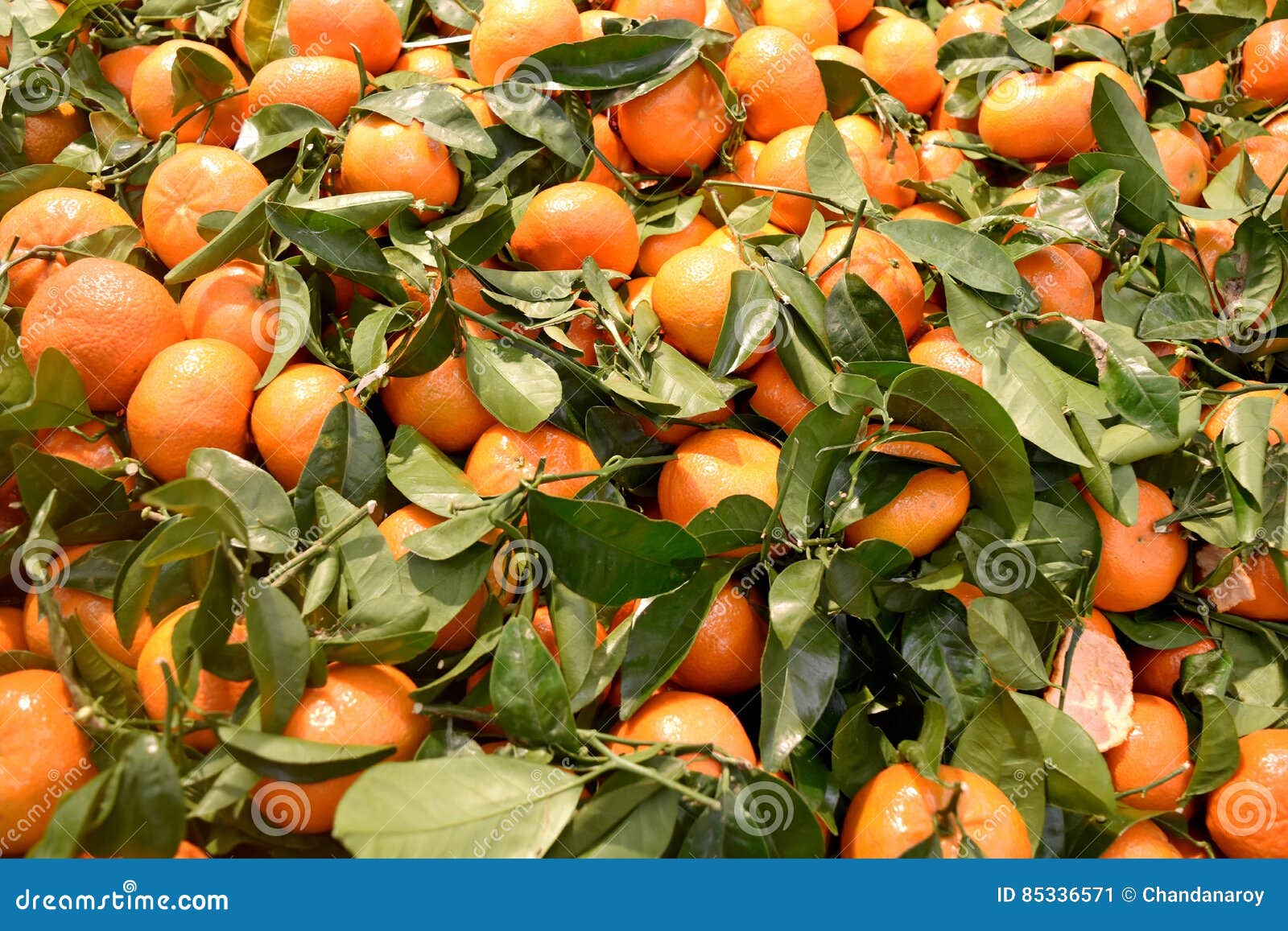 Fresh Mandarin Oranges with Leaves Stock Image - Image of nature ...