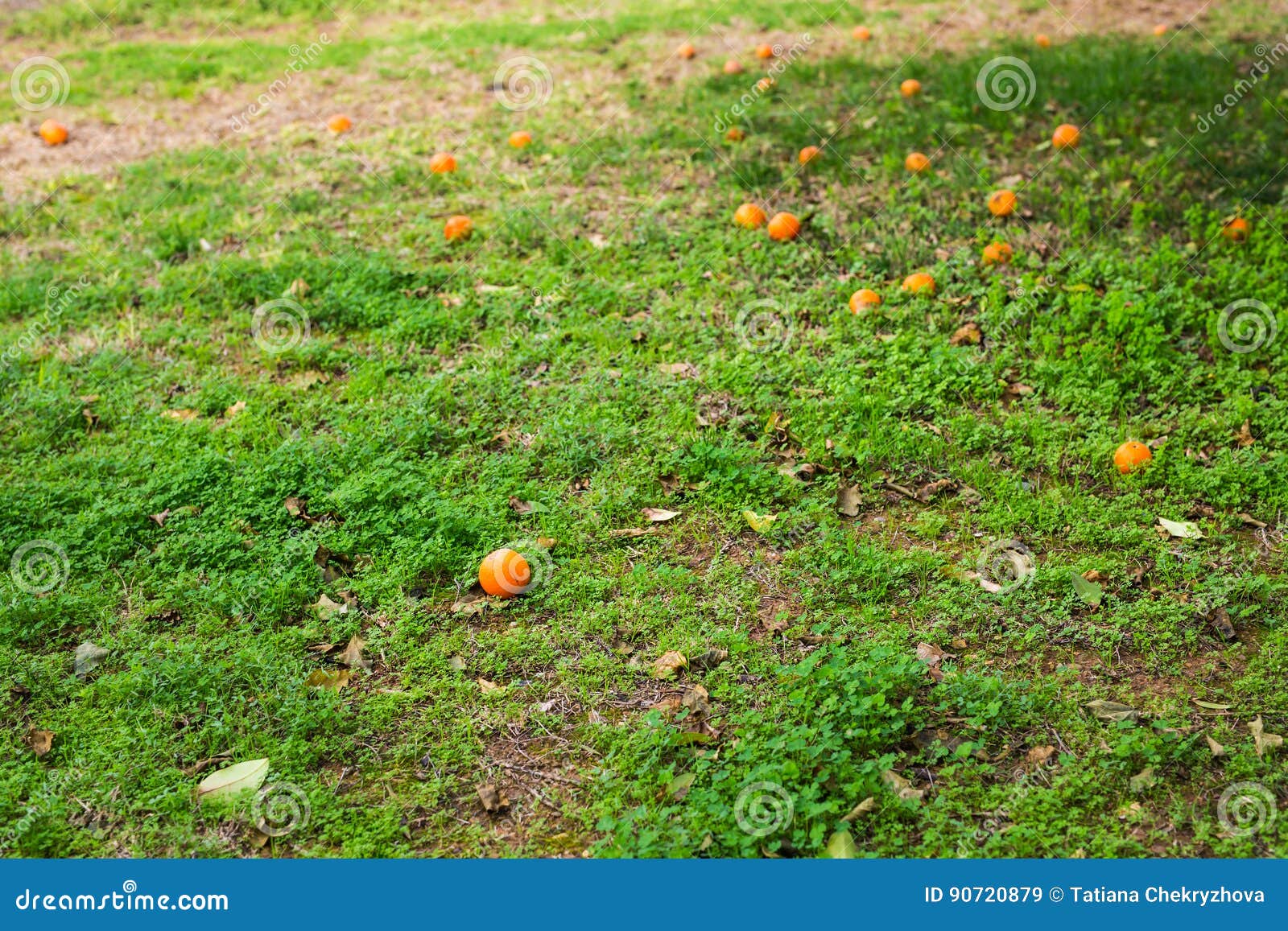 Fresh Mandarin Oranges Under the Tree Stock Image - Image of crops ...